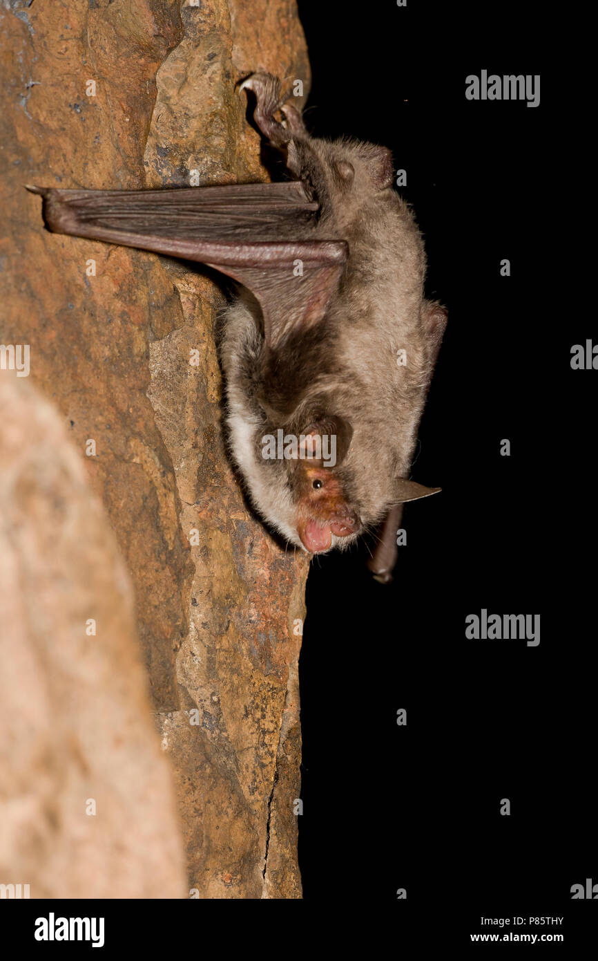Capaccini's Vleermuis, Long Fingered Bat Stock Photo - Alamy