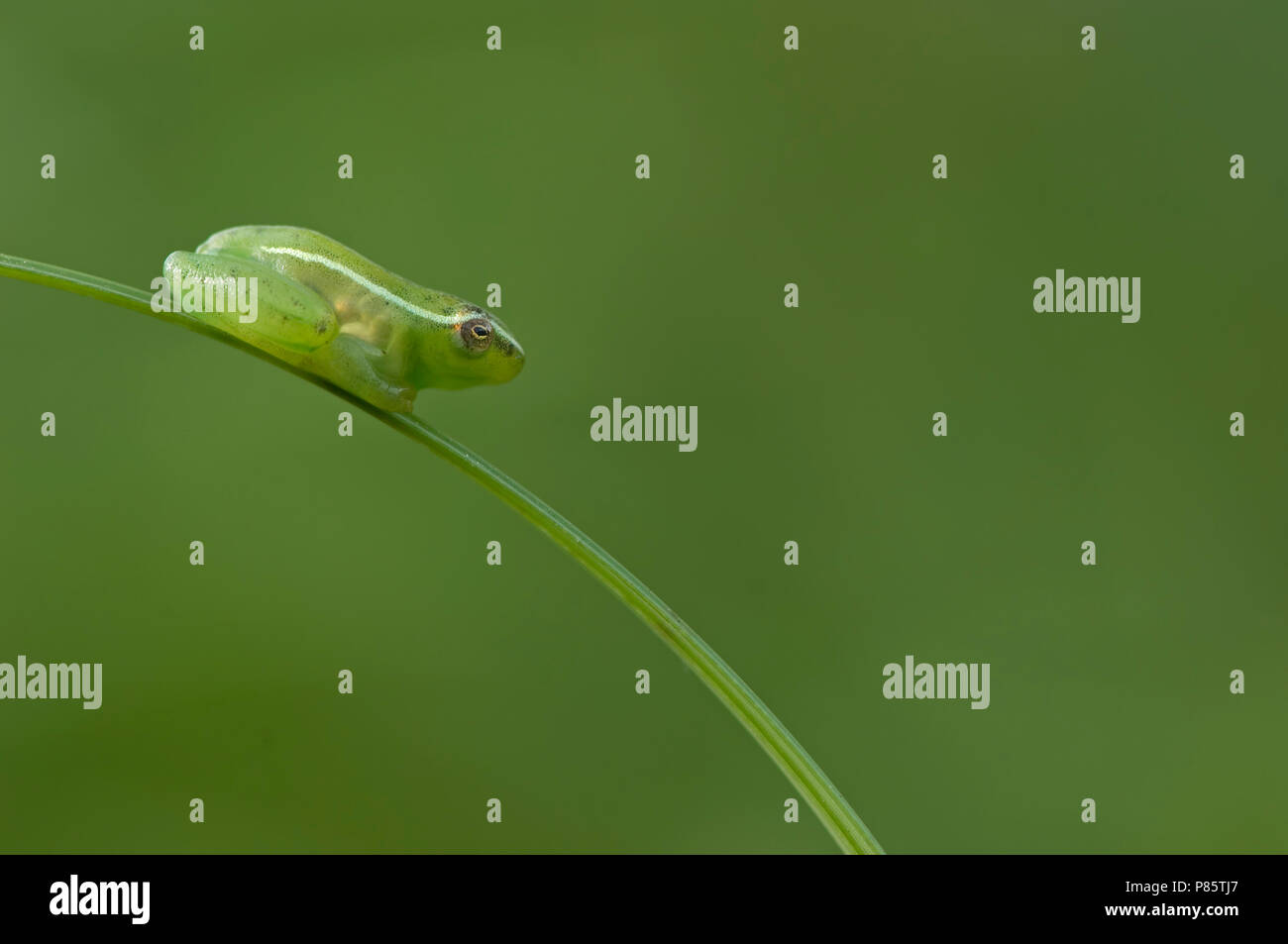 Long Reed Frog (Hyperolius nasutus) on leaf, Bonamanzi South Africa ...