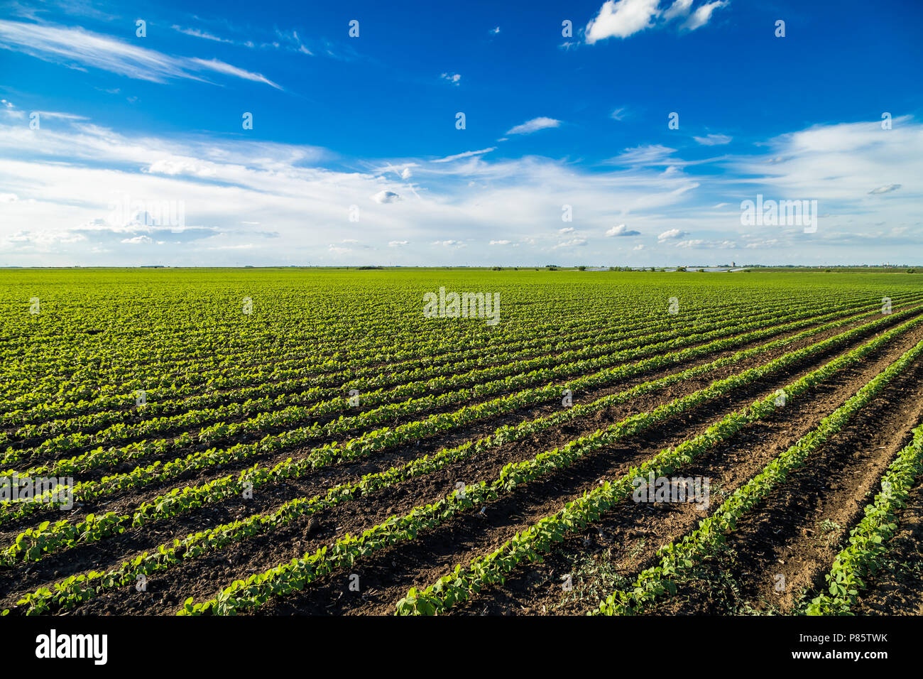 Green ripening soybean field, agricultural landscape Stock Photo - Alamy