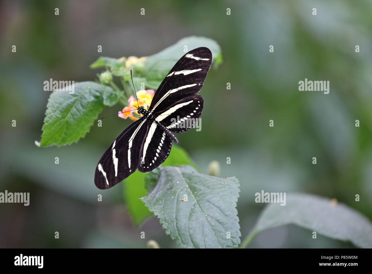 Zebra Longwing Butterfly Stock Photo - Alamy