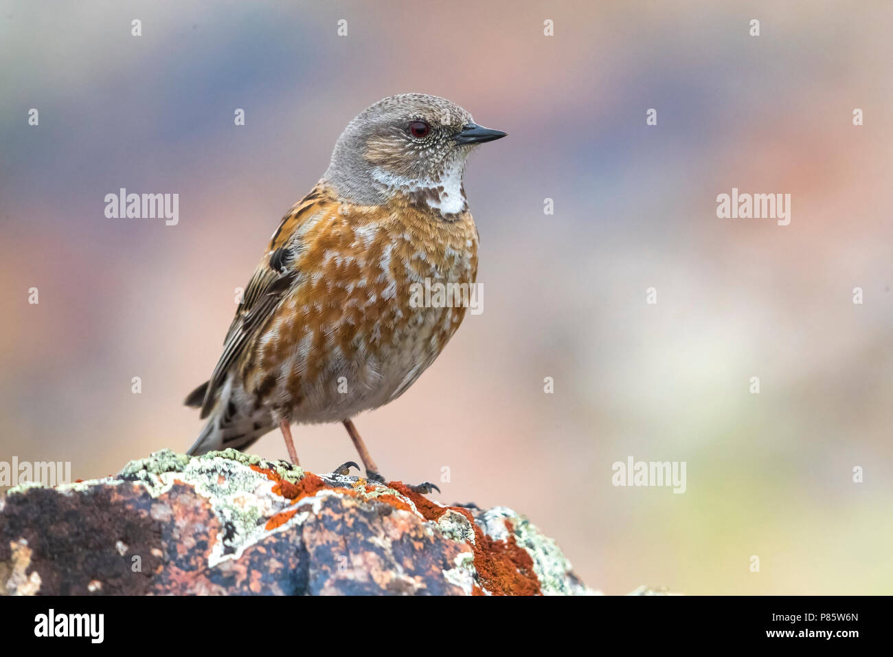 Altai Accentor; Himalayan Accentor; Prunella himalayana Stock Photo - Alamy