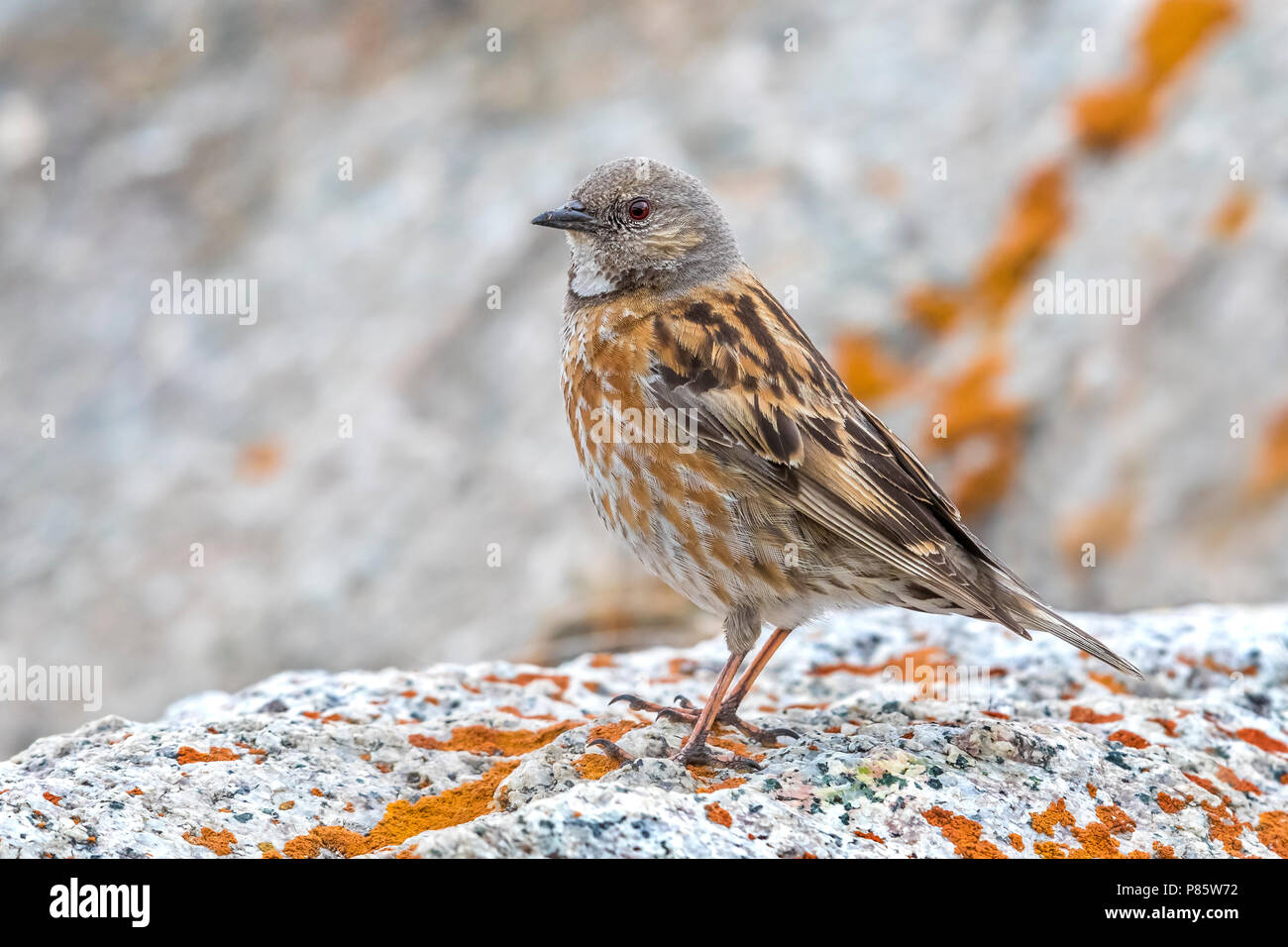 Altai Accentor; Himalayan Accentor; Prunella himalayana Stock Photo - Alamy