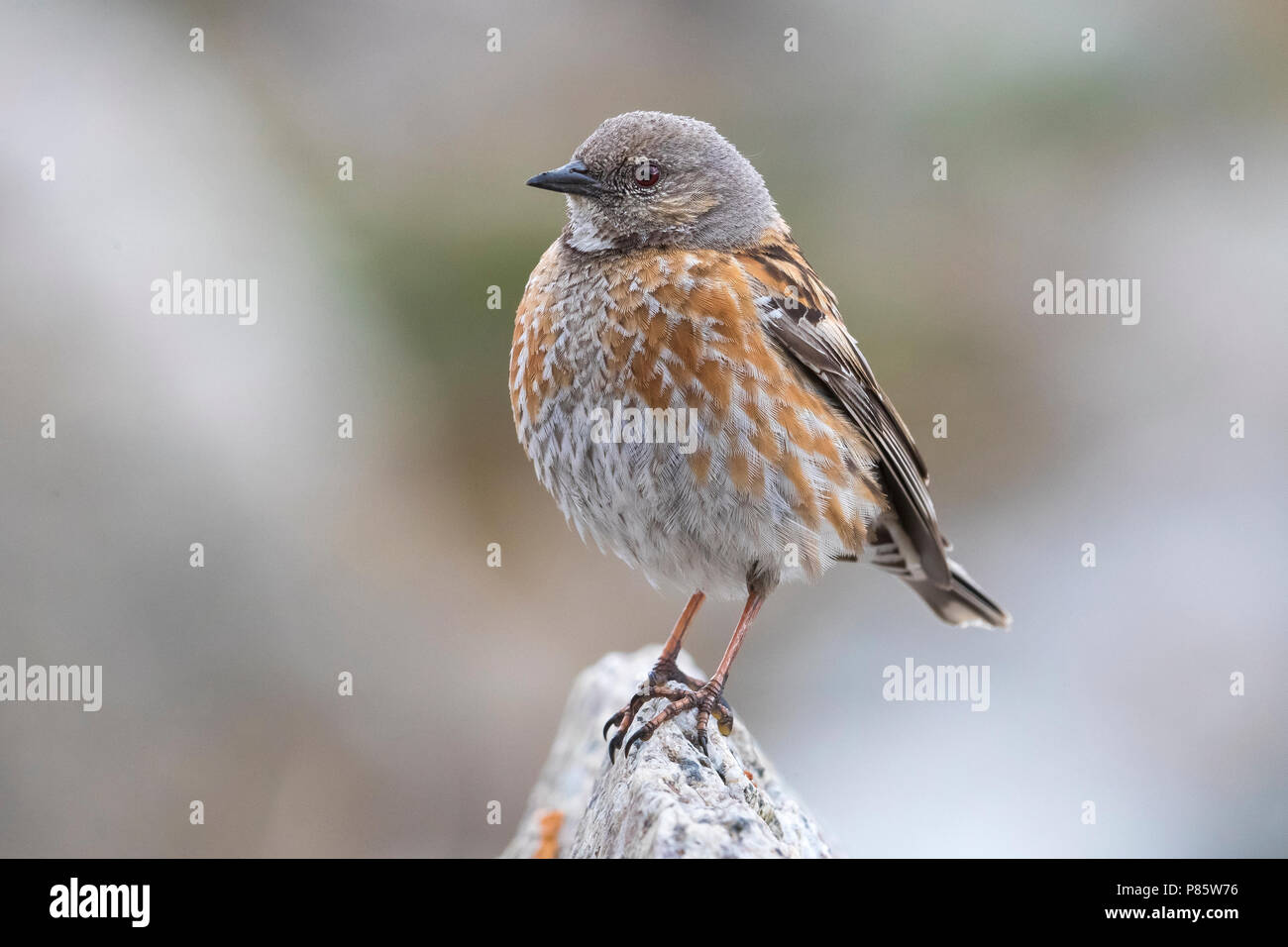 Himalayan accentor hi-res stock photography and images - Alamy