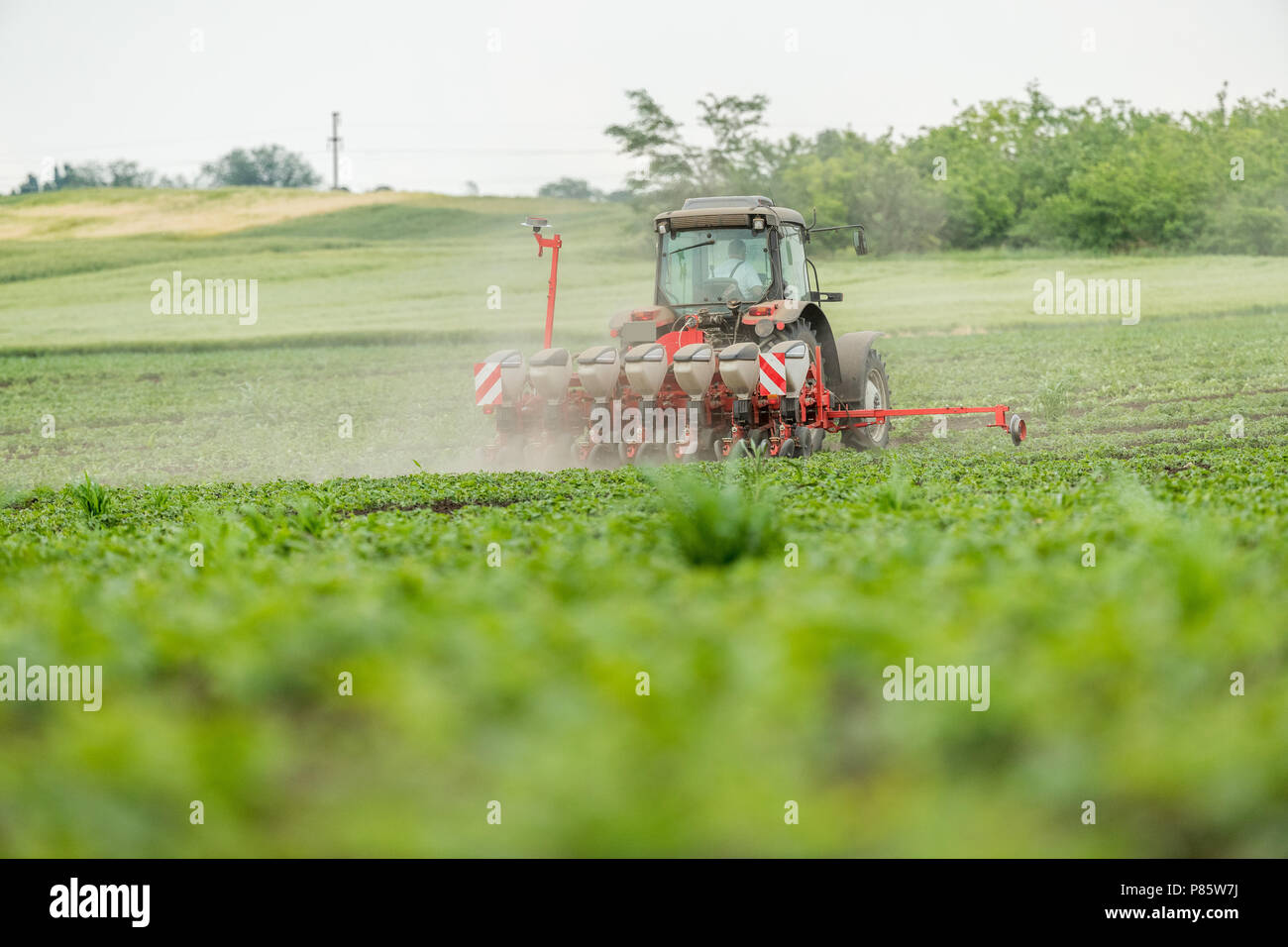 Farmer seeding, sowing crops at field. Sowing is the process of ...