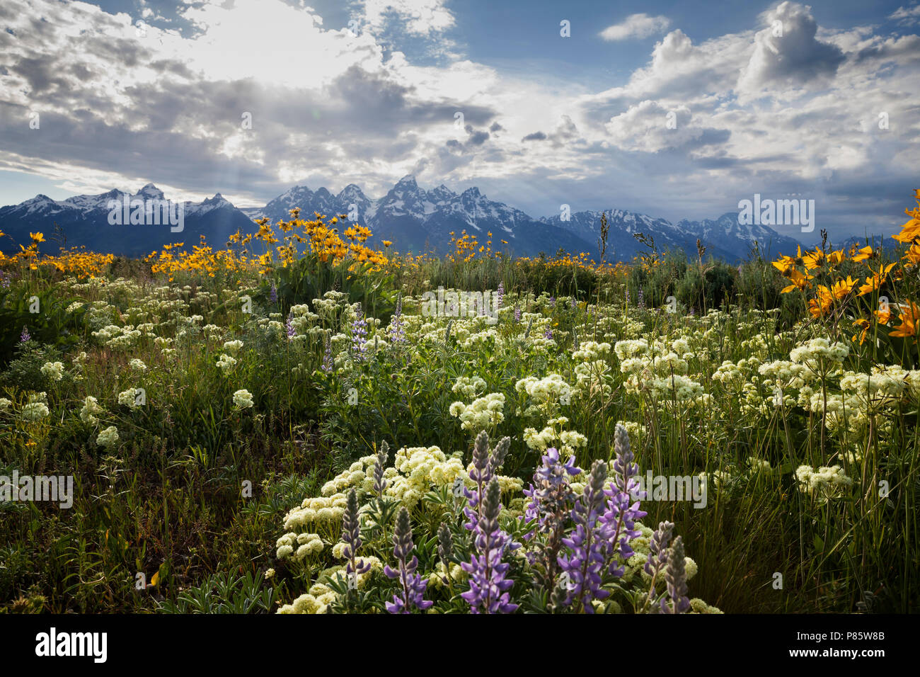Field of wild flowers hi-res stock photography and images - Alamy