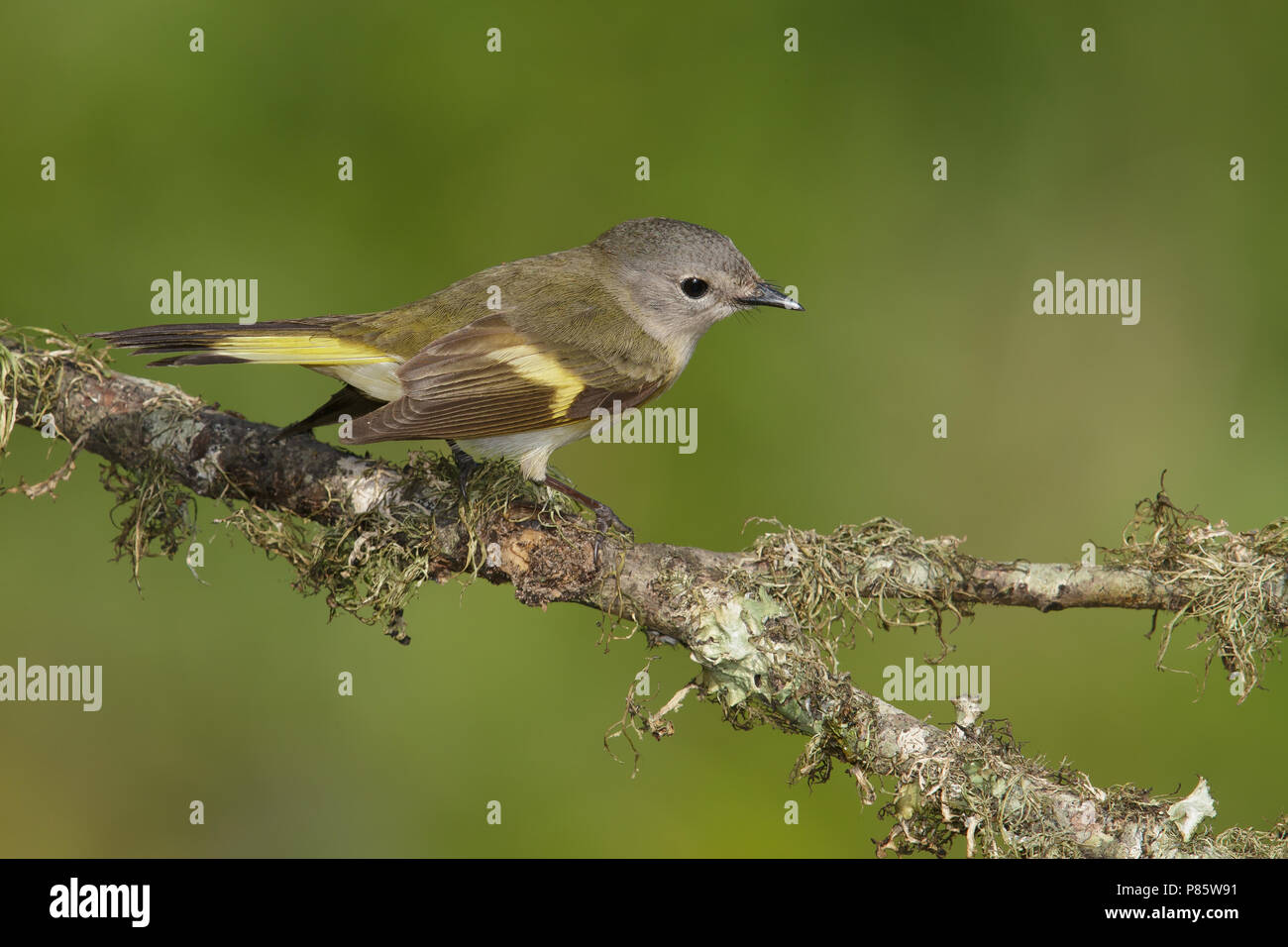 Perched american redstart hi-res stock photography and images - Alamy
