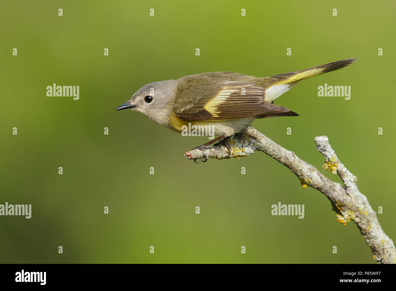 Perched american redstart hi-res stock photography and images - Alamy