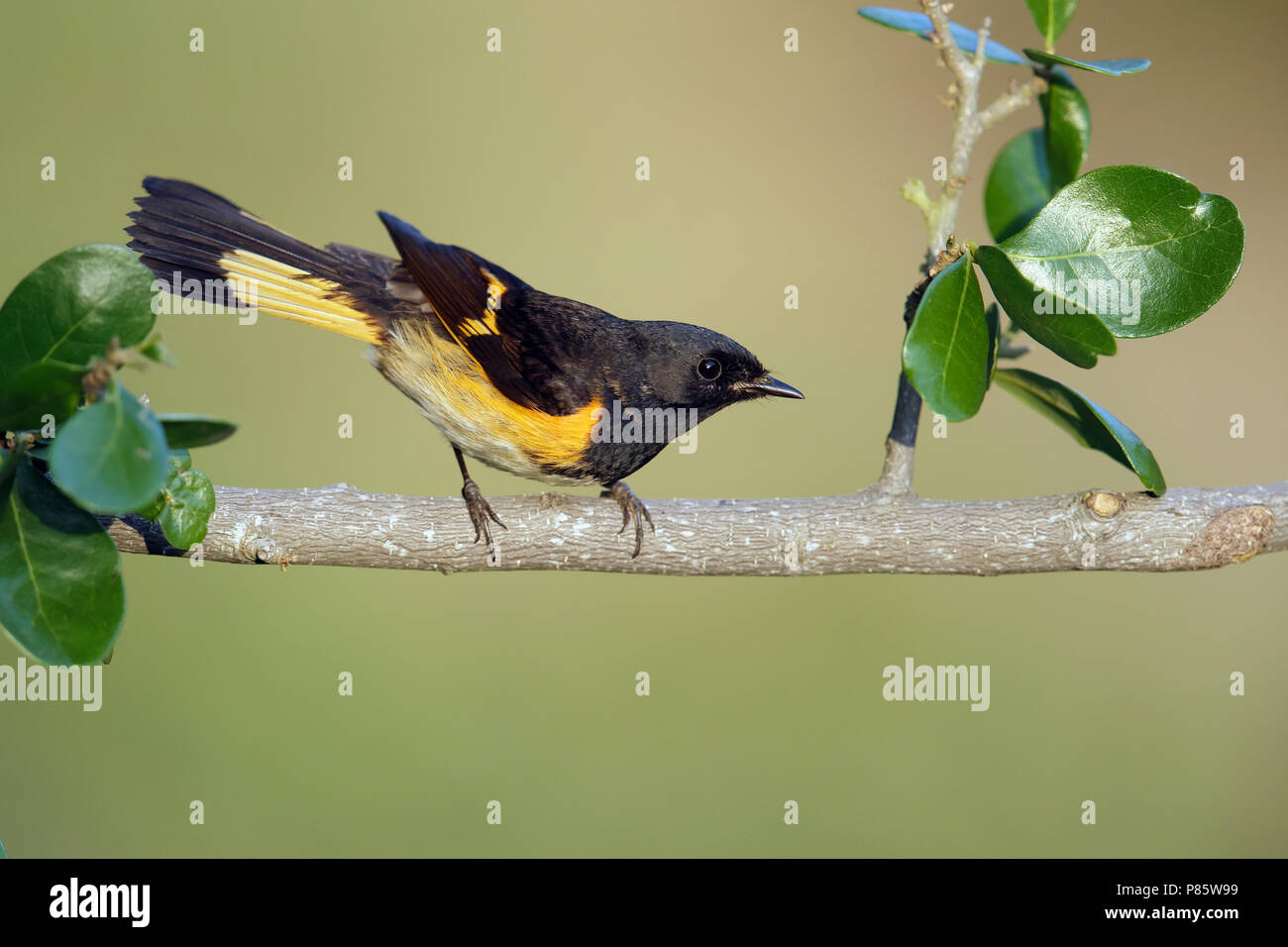 Perched american redstart hi-res stock photography and images - Alamy