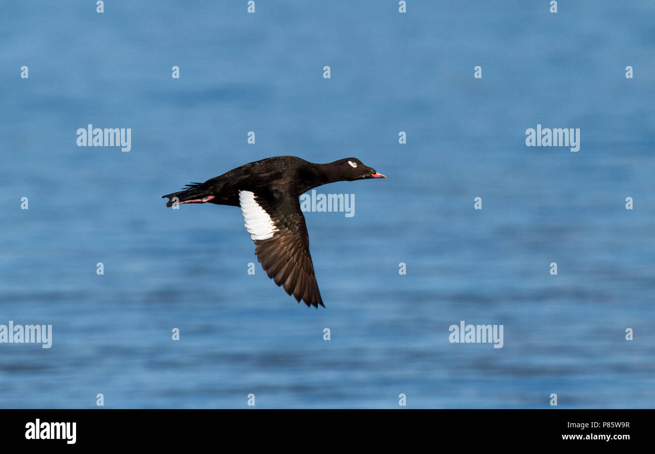 Adult male American White-winged Scoter (Melanitta deglandi) flying ...