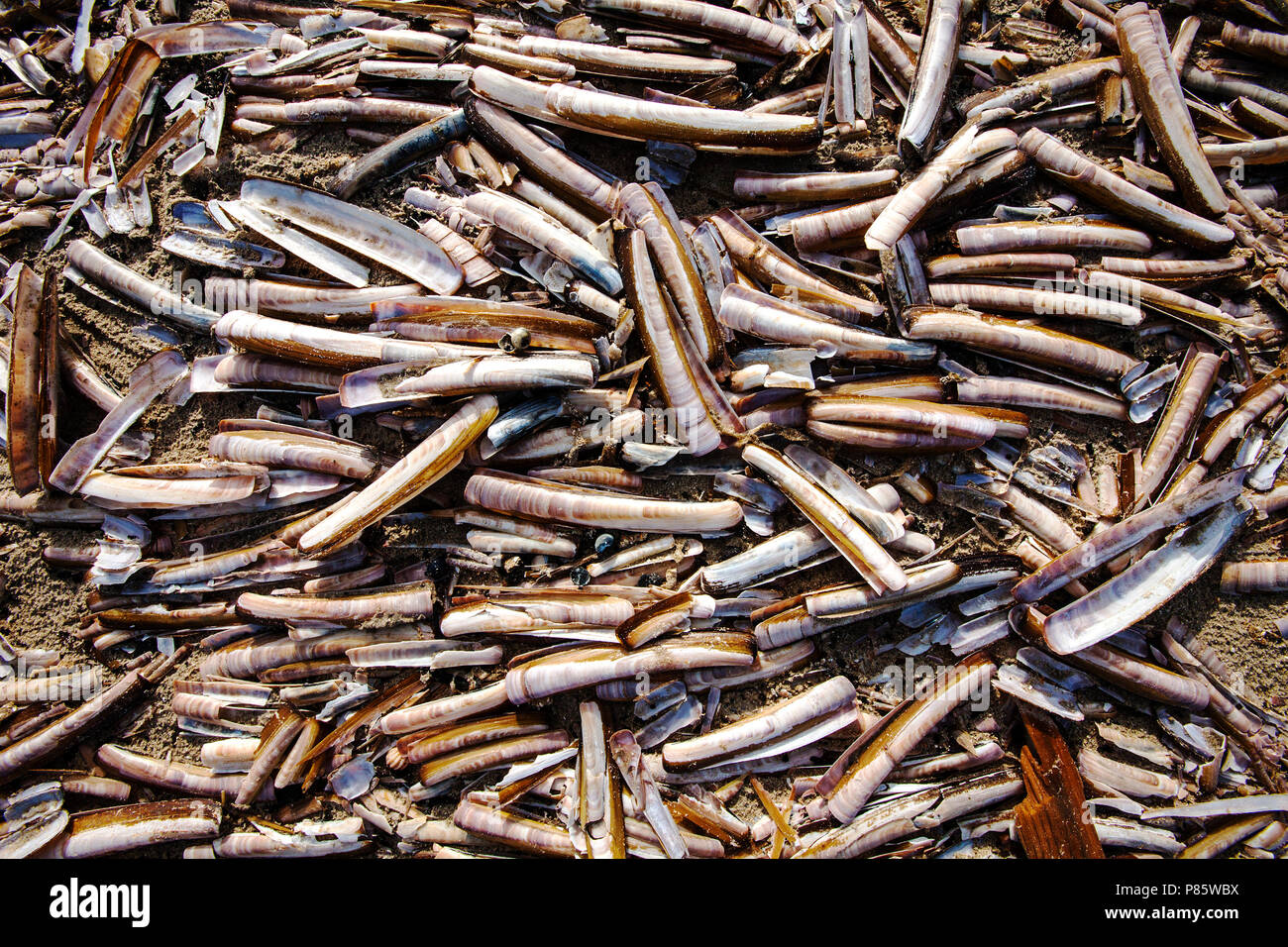 Amerikaanse zwaardschede op het strand, Atlantic Jackknife Clam on the ...