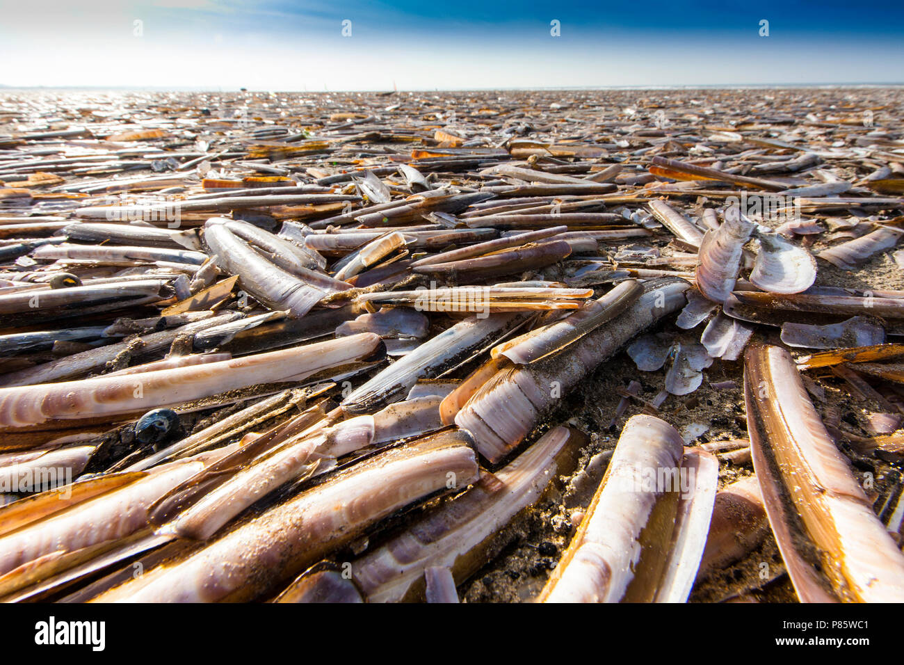 Amerikaanse zwaardschede op het strand, Atlantic Jackknife Clam on the ...