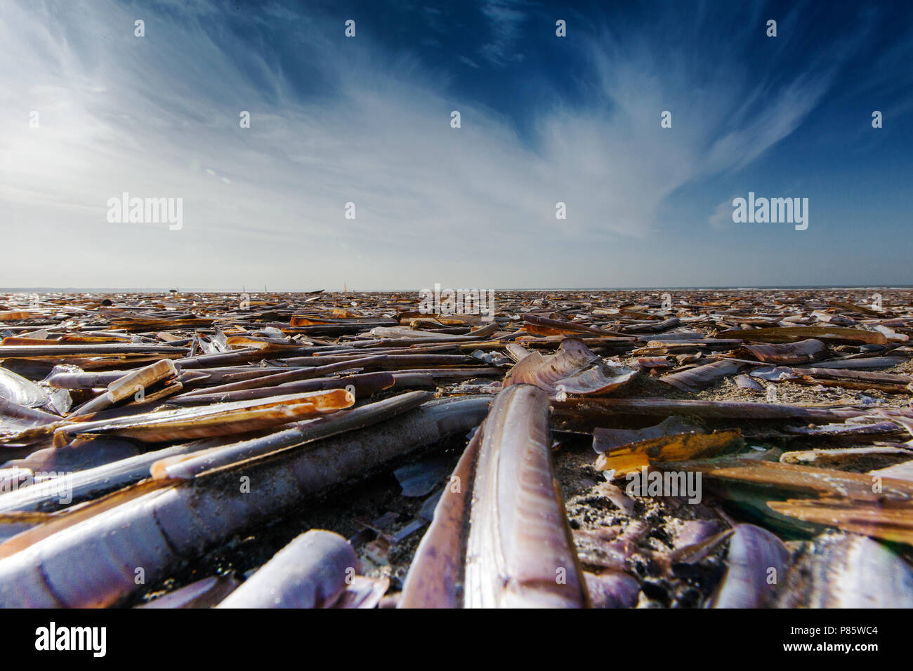 Amerikaanse zwaardschede op het strand, Atlantic Jackknife Clam on the ...
