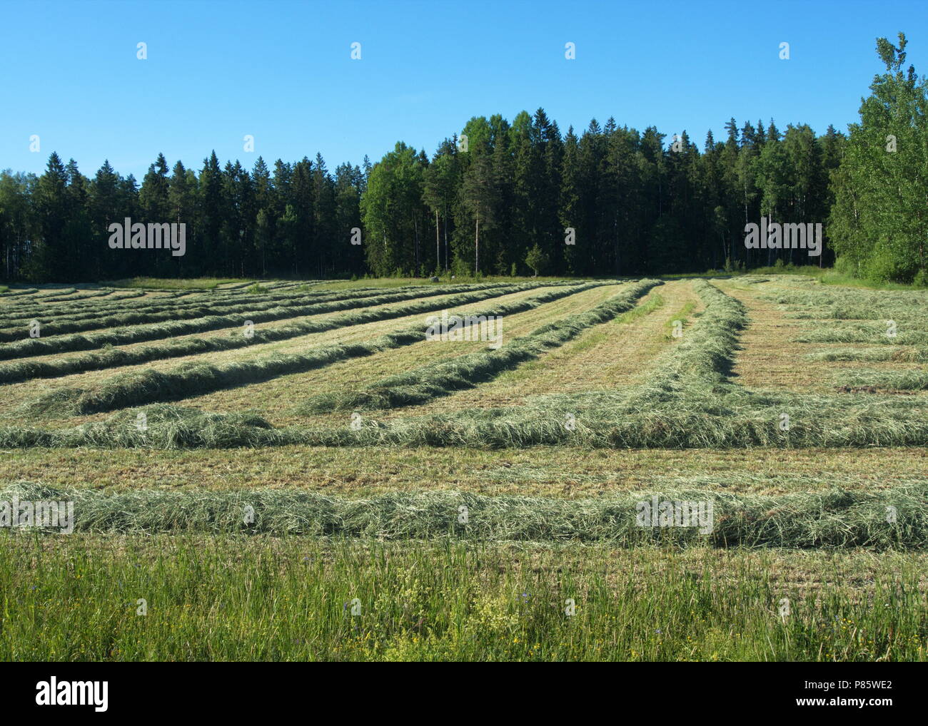 swedish field with drying hay Stock Photo - Alamy