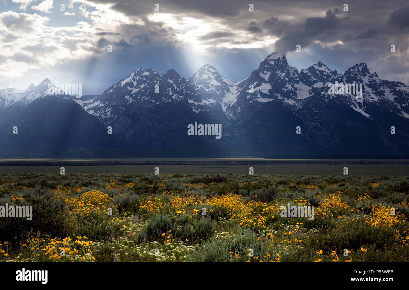 Joyfulness hi-res stock photography and images - Alamy