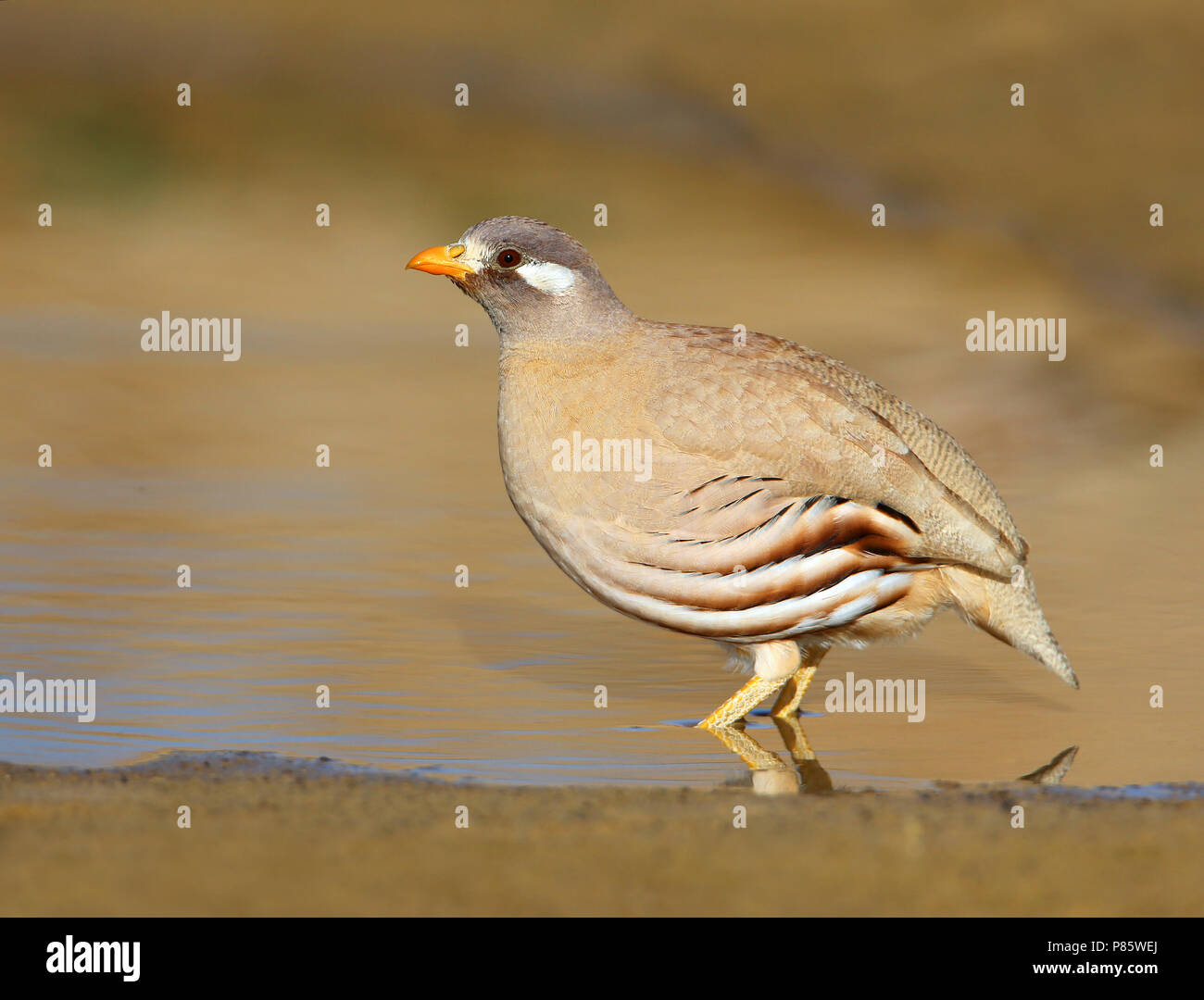 Sand Partridge (Ammoperdix heyi), male at Salalah, Oman Stock Photo - Alamy