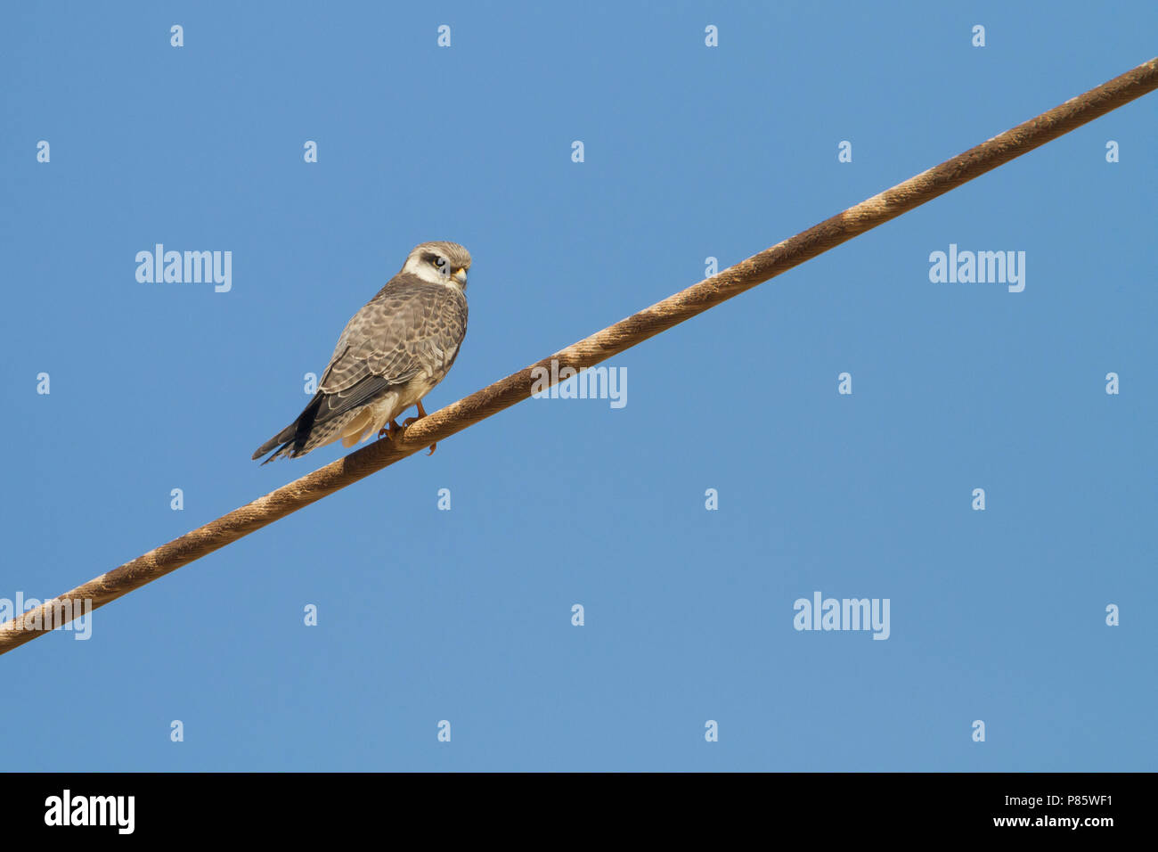 Amur Falcon - Amurfalke - Falco amurensis, Russia, 1st cy Stock Photo ...