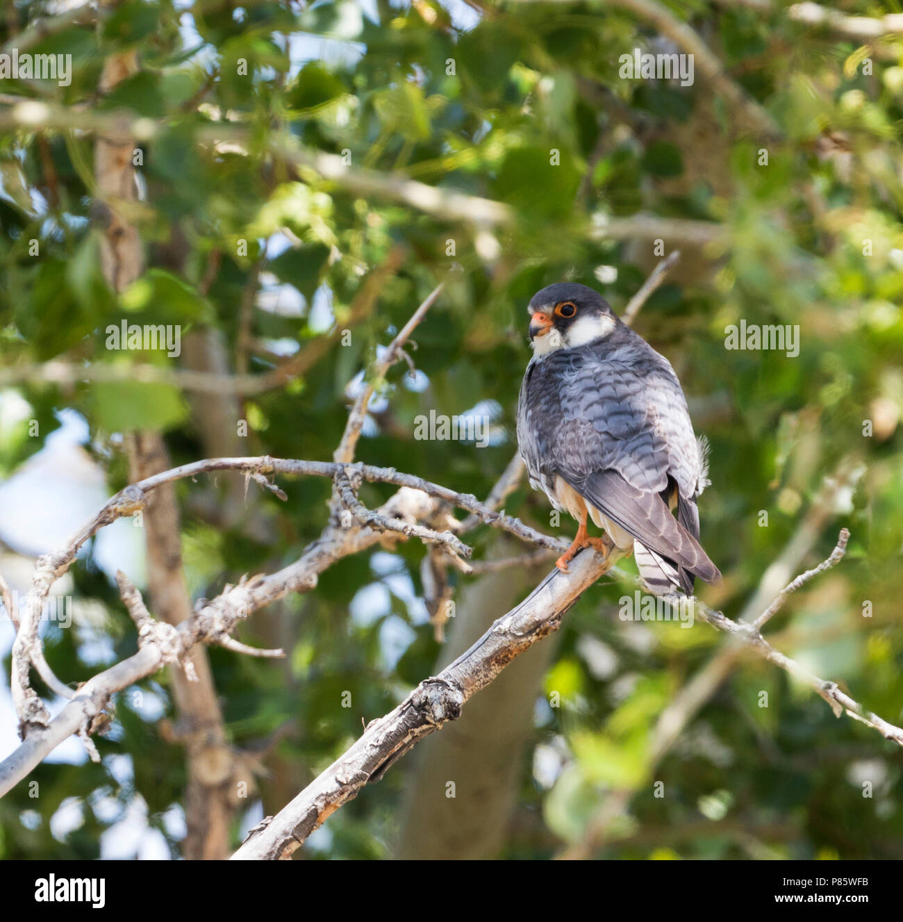Amur falcon falco amurensis adult female hi-res stock photography and ...