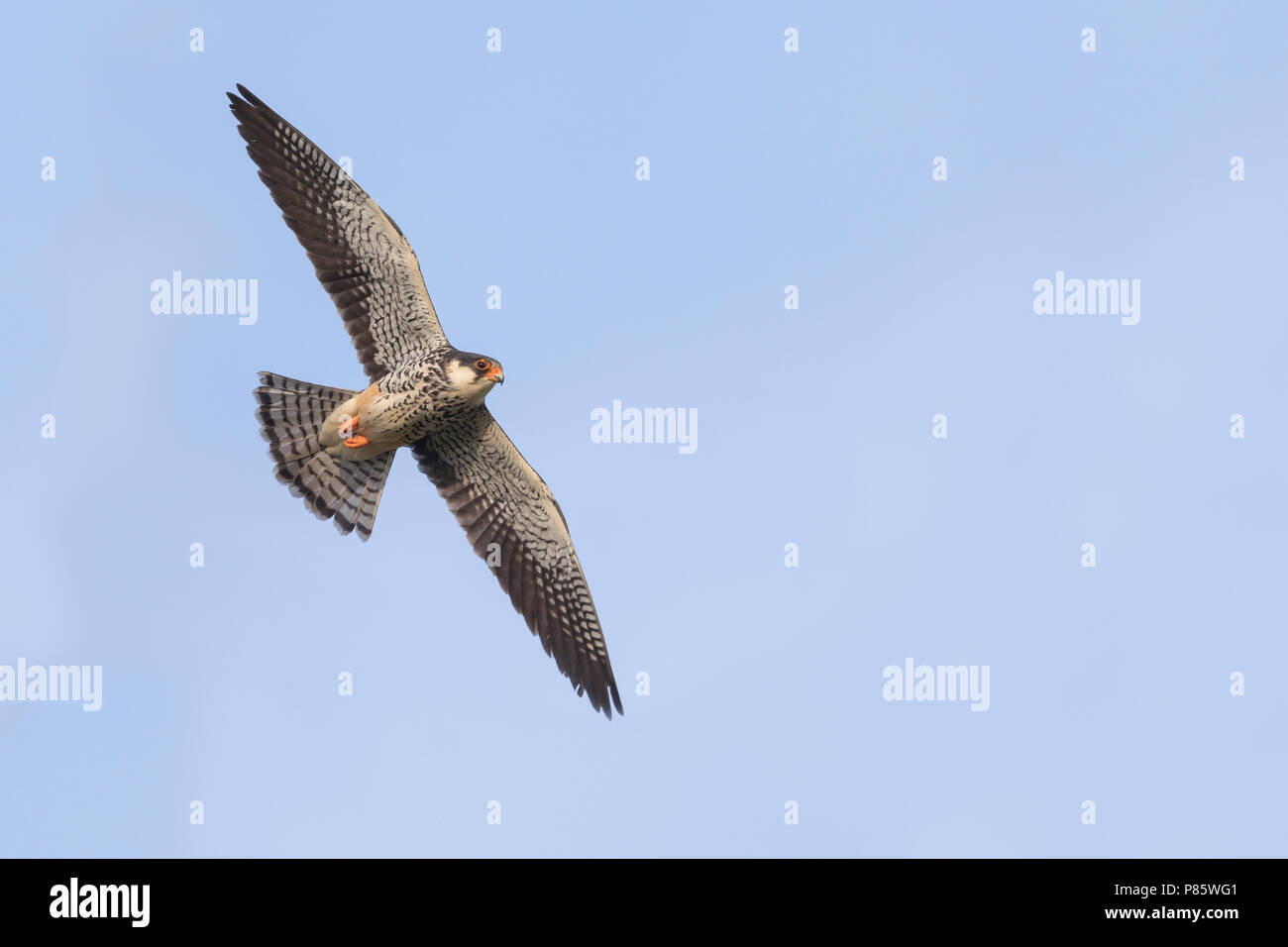 Amur Falcon - Amurfalke - Falco amurensis, Russia, adult female Stock ...