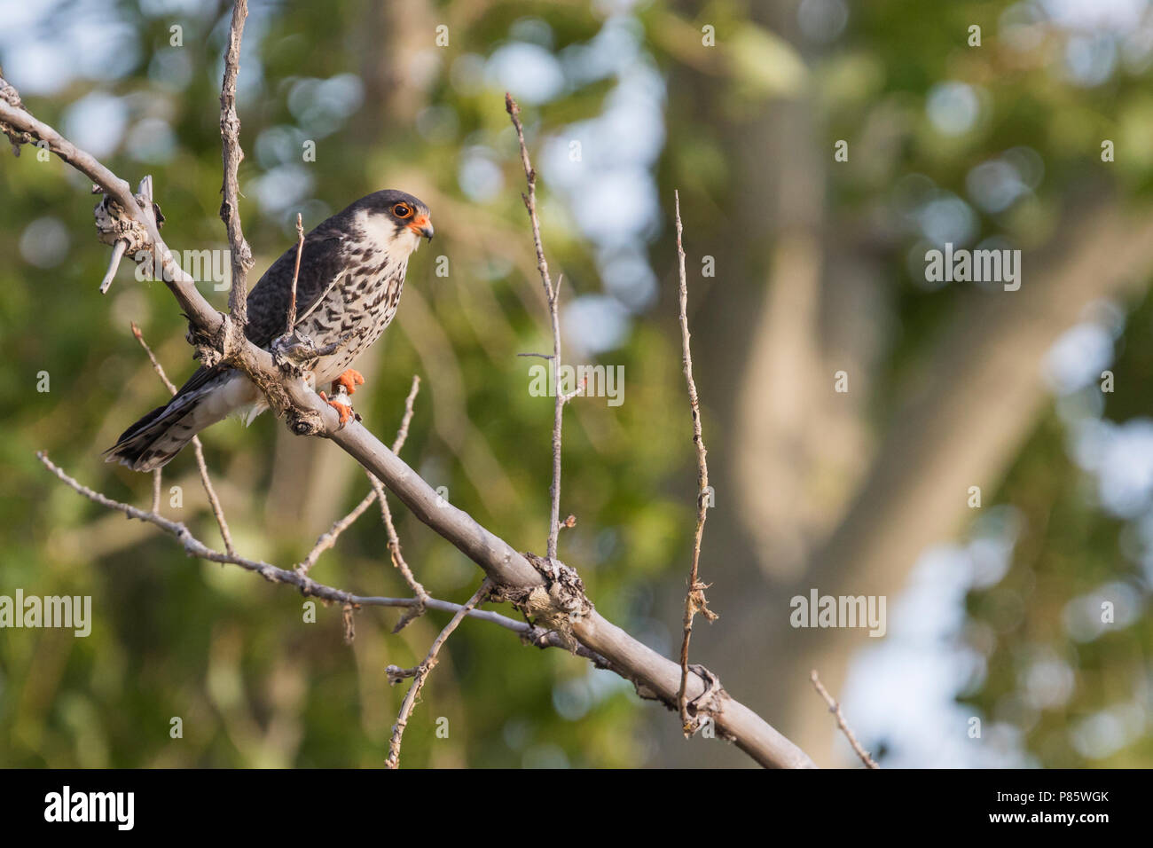 Amur Falcon - Amurfalke - Falco amurensis, Russia, adult female Stock ...