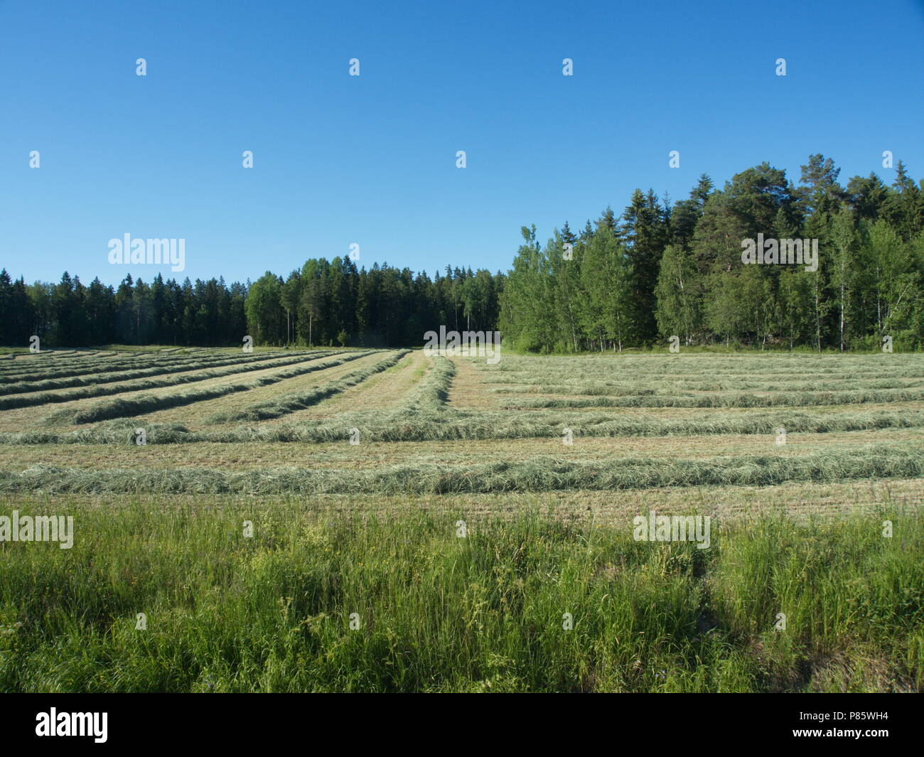 Swedish field hi-res stock photography and images - Alamy
