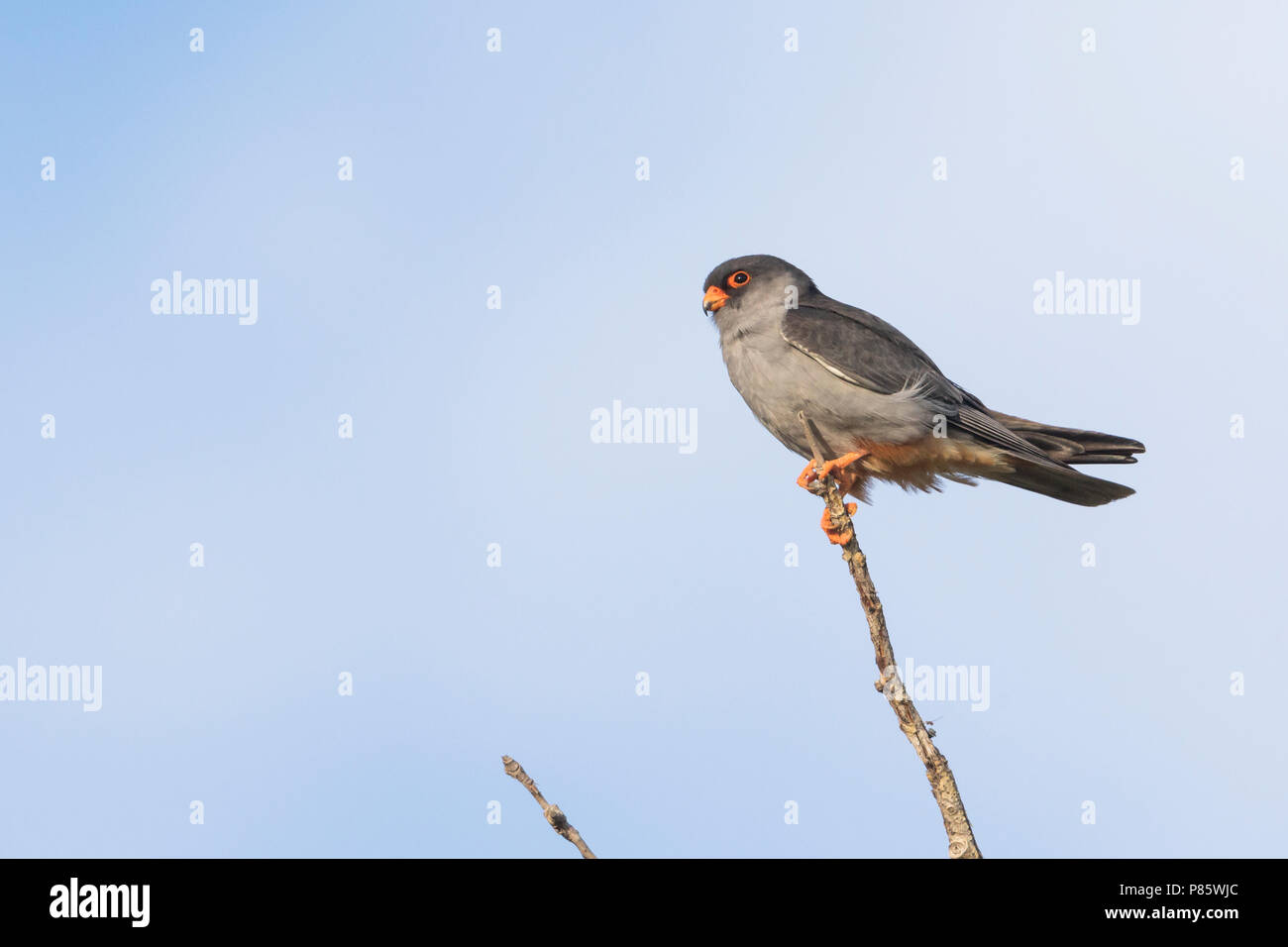 Amur falcon hi-res stock photography and images - Alamy