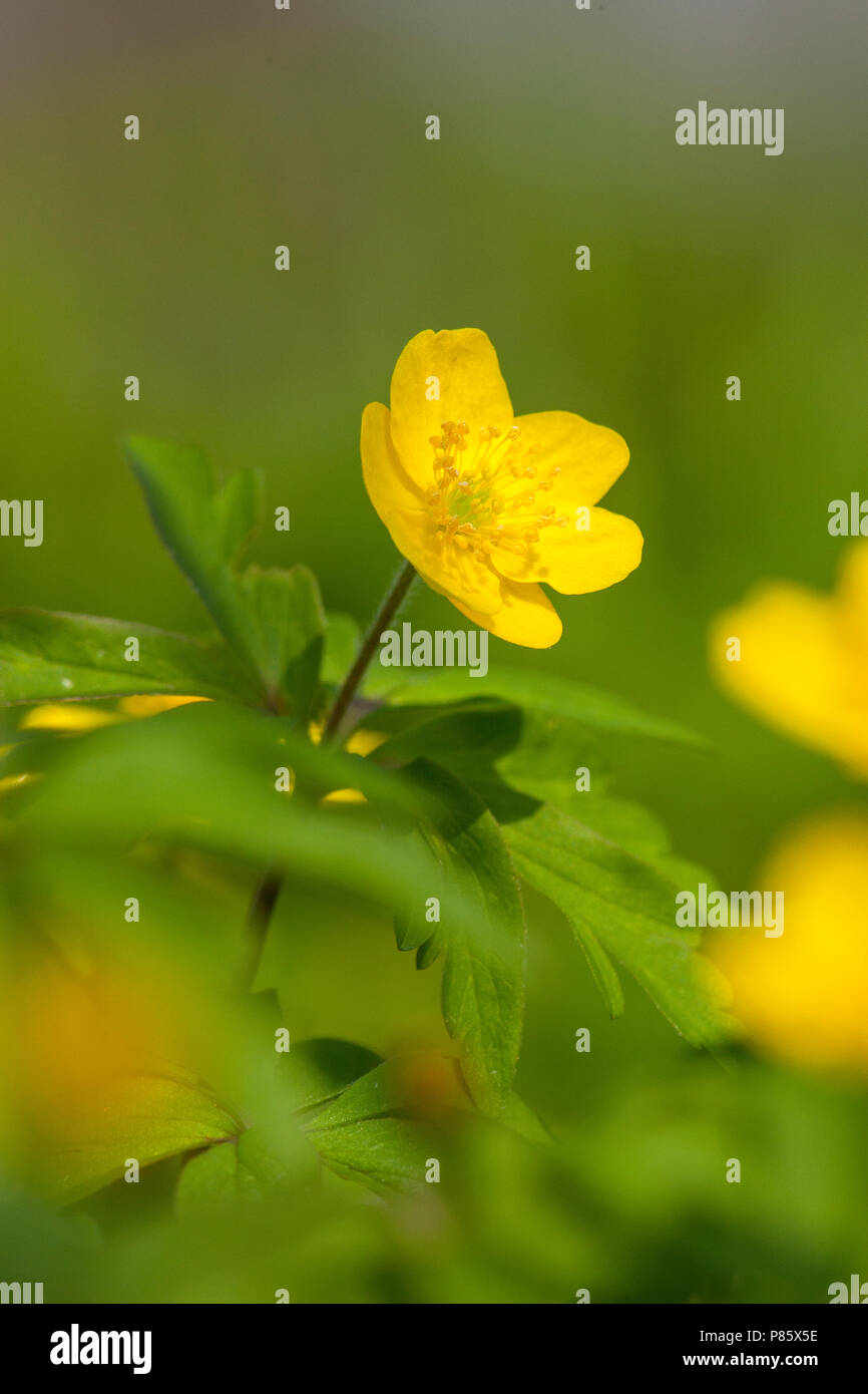Gele anemoon Yellow Anemon Stock Photo - Alamy