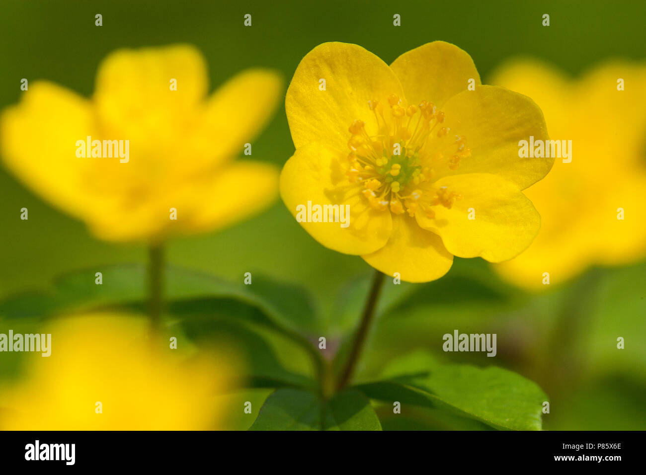 Gele anemoon Yellow Anemon Stock Photo - Alamy