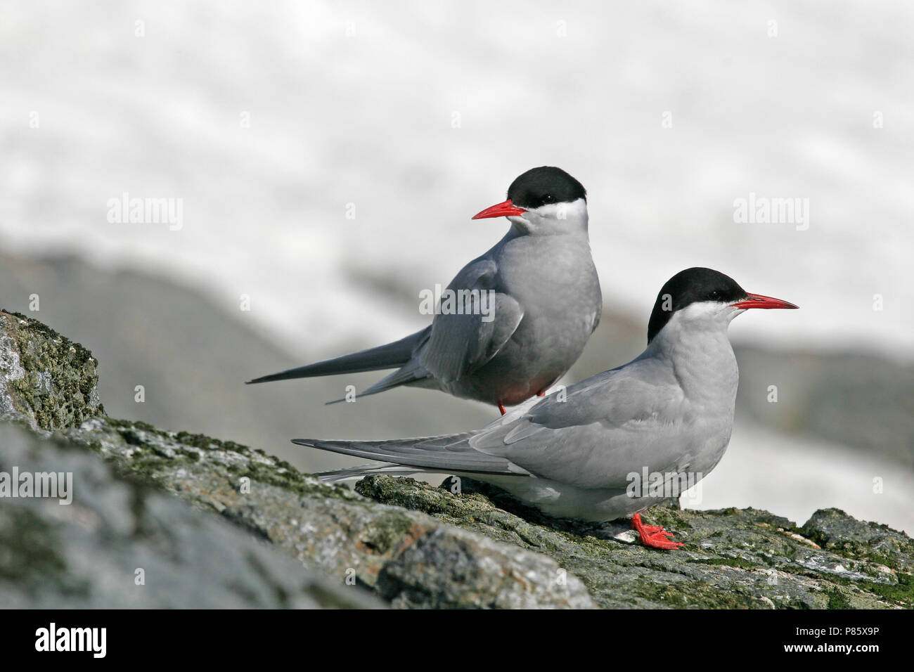 Antarctic Tern (Sterna vittata Stock Photo - Alamy