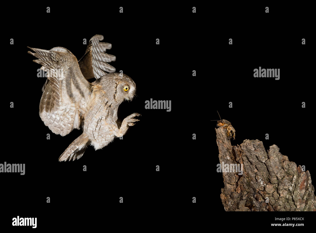 Eurasian Scops Owl (Otus scops) in flight during the night in Italy ...
