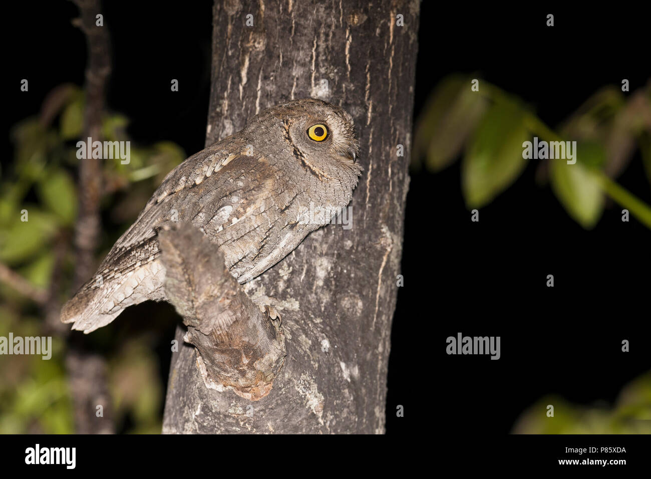 Eurasian Scops Owl (Otus scops Stock Photo - Alamy