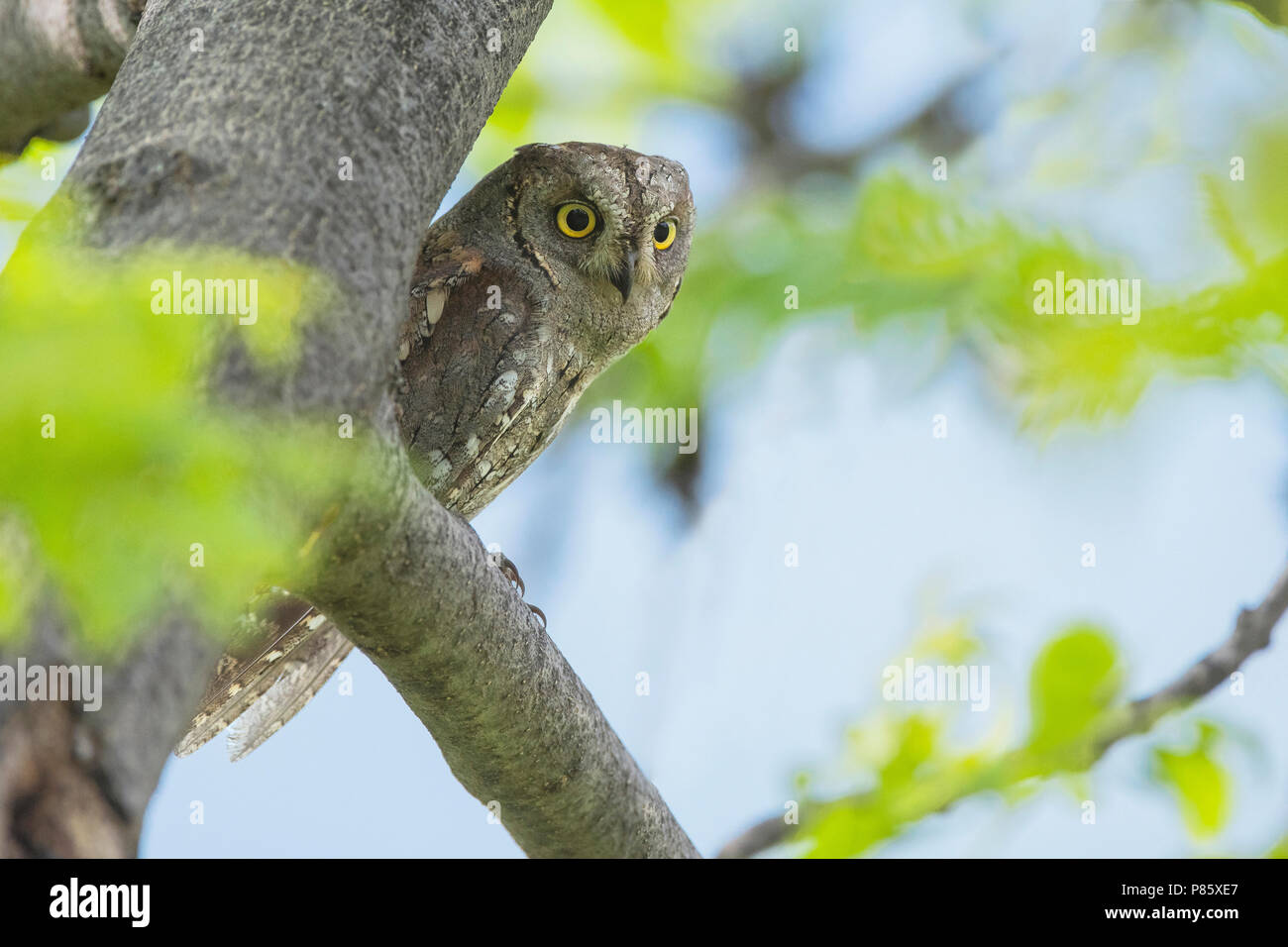 Eurasian Scops Owl (Otus scops Stock Photo - Alamy