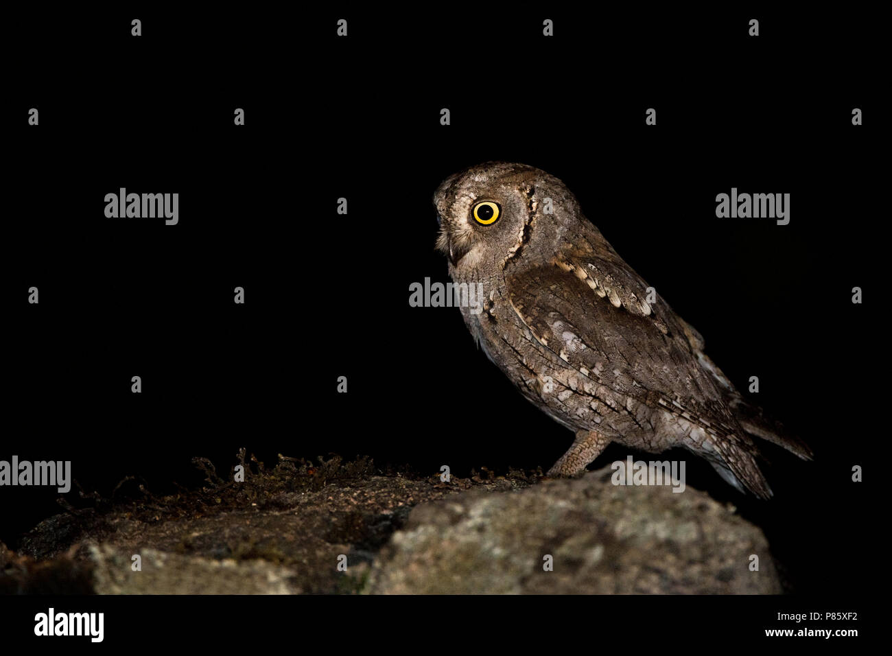 Eurasian Scops Owl (Otus scops Stock Photo - Alamy