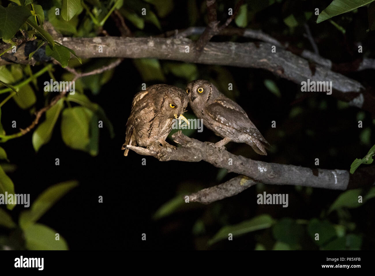 Eurasian Scops Owl (Otus scops Stock Photo - Alamy