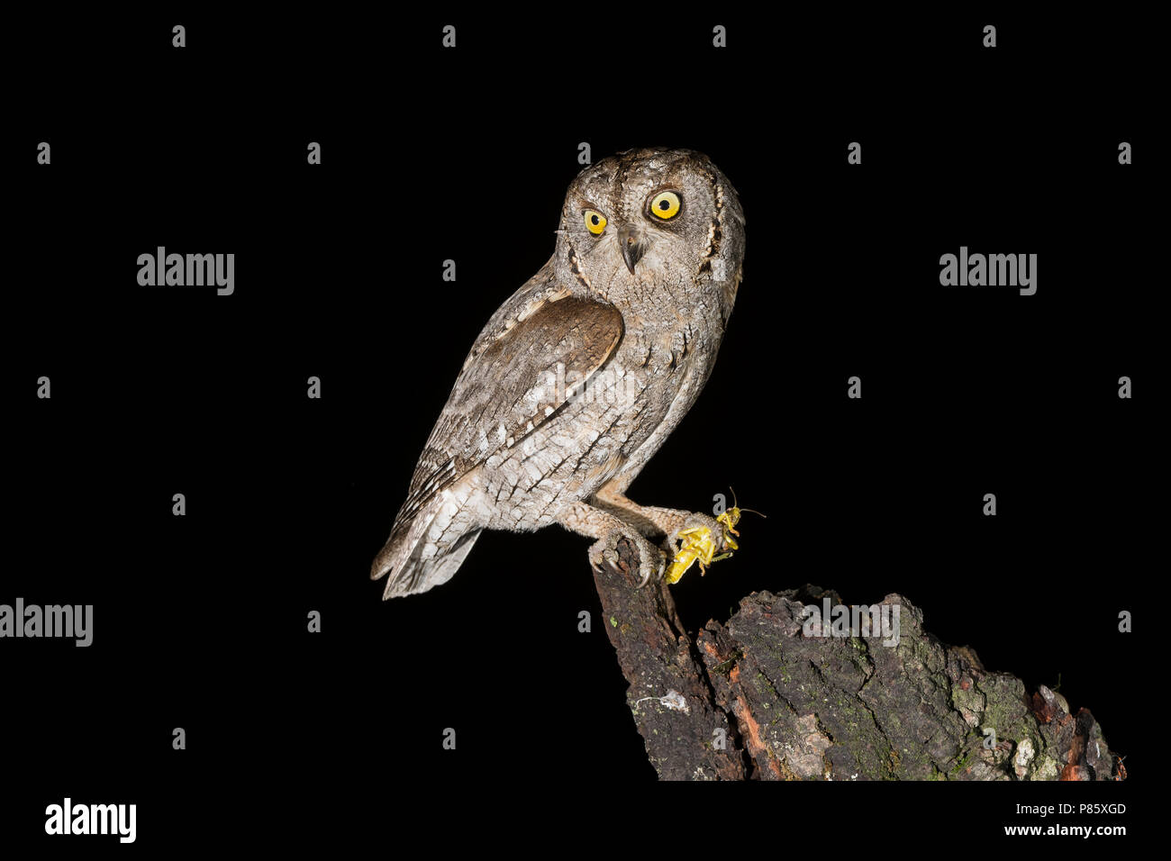 Eurasian Scops Owl (Otus scops Stock Photo - Alamy