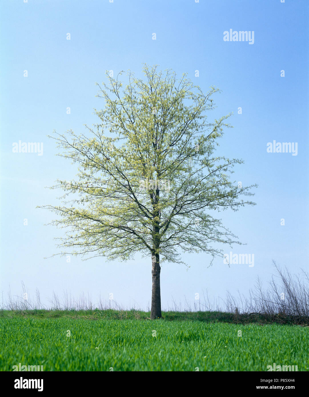 White Oak Tree Spring