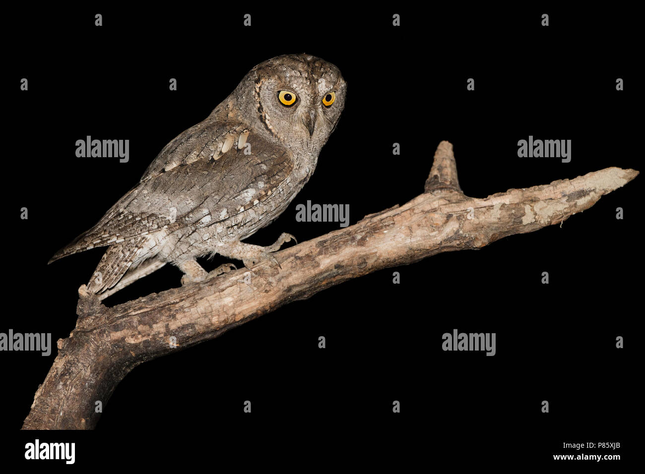 Eurasian Scops Owl (Otus scops Stock Photo - Alamy