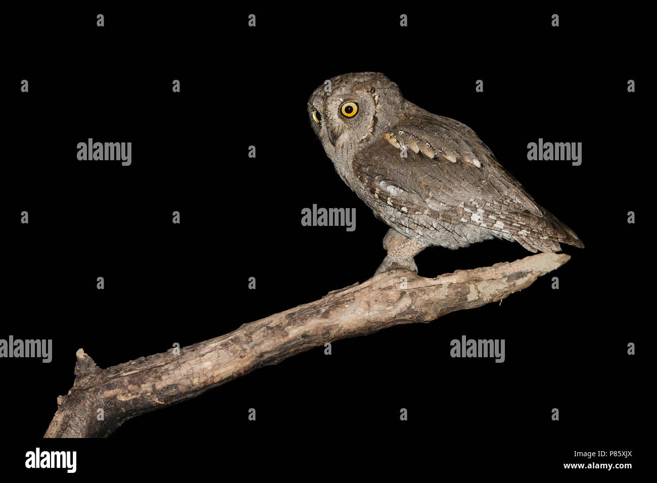 Eurasian Scops Owl (Otus scops Stock Photo - Alamy