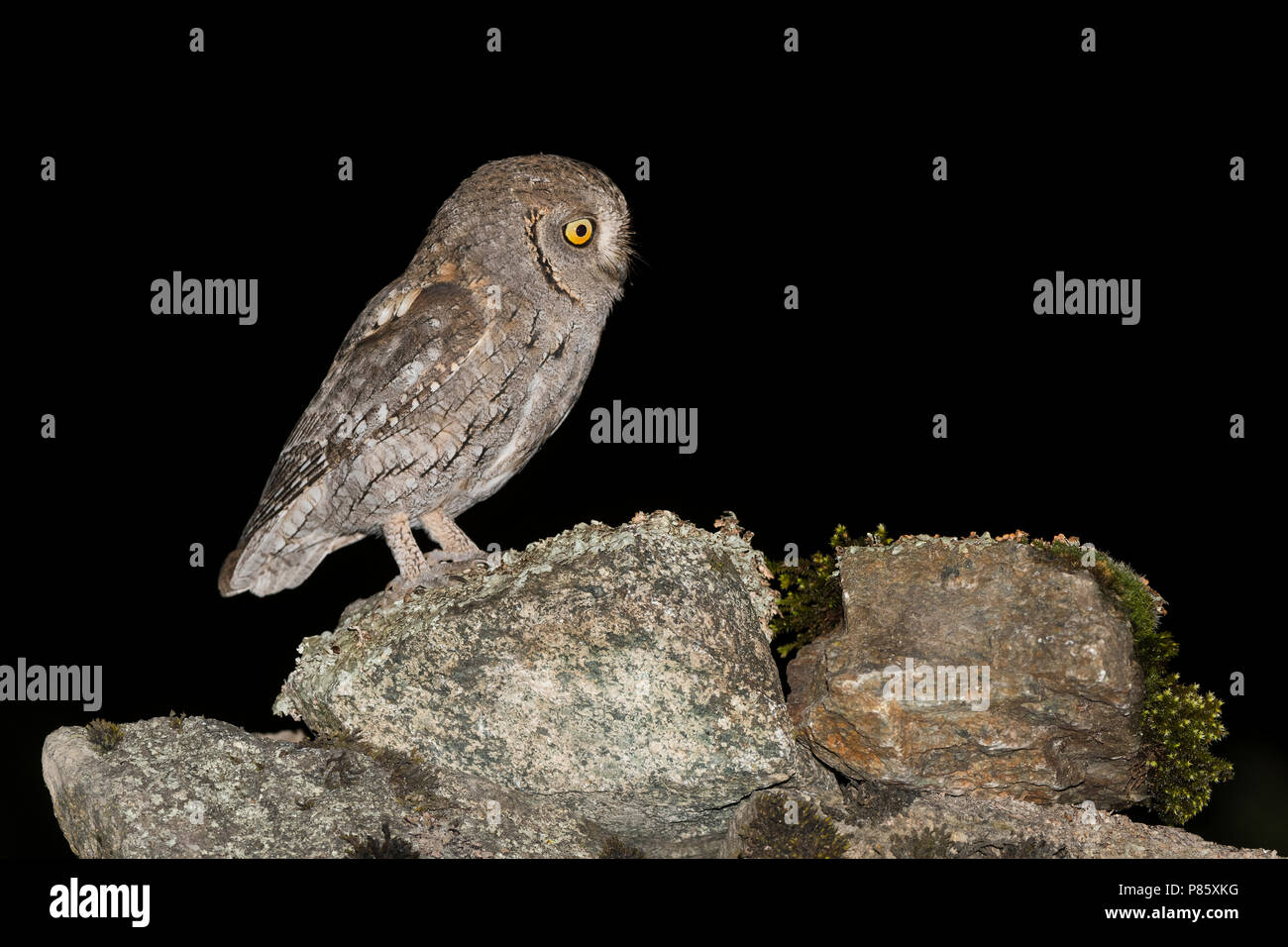 Eurasian Scops Owl (Otus scops Stock Photo - Alamy