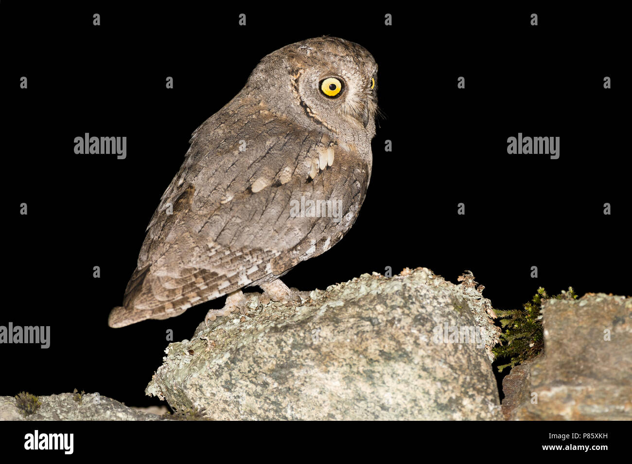 Eurasian Scops Owl (Otus scops Stock Photo - Alamy