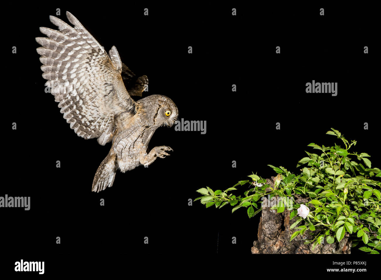 Eurasian Scops Owl (Otus scops) in flight during the night in Italy ...