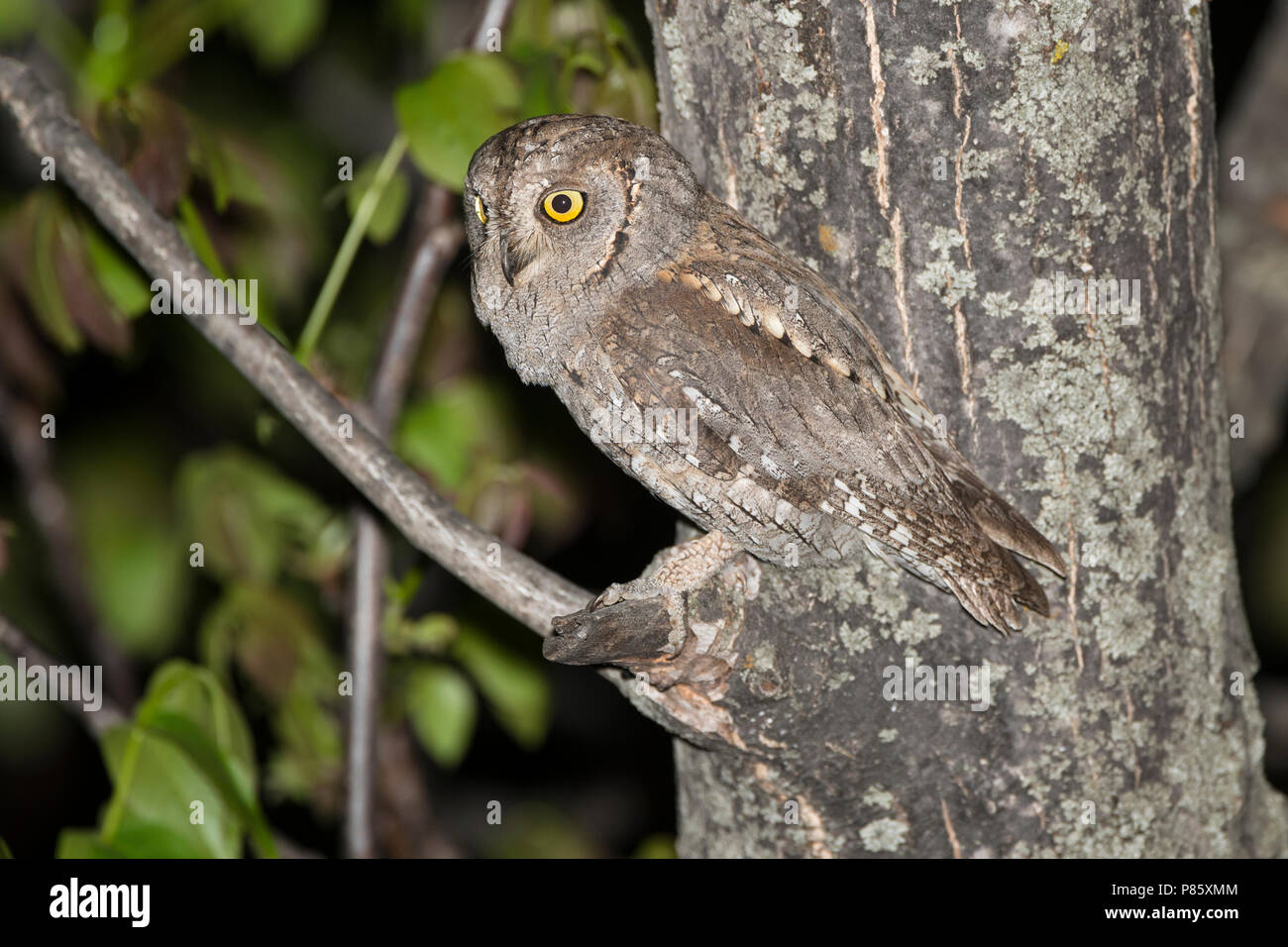 Eurasian Scops Owl (Otus scops Stock Photo - Alamy