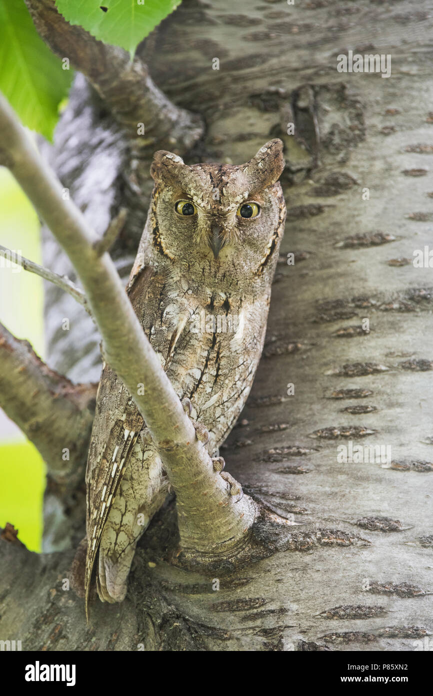 Eurasian Scops Owl (Otus scops Stock Photo - Alamy