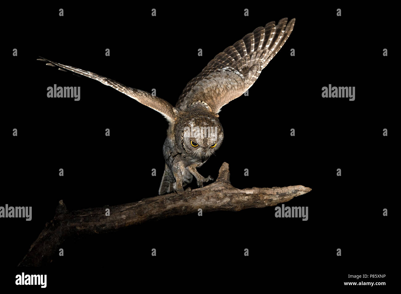 Eurasian Scops Owl (Otus scops Stock Photo - Alamy