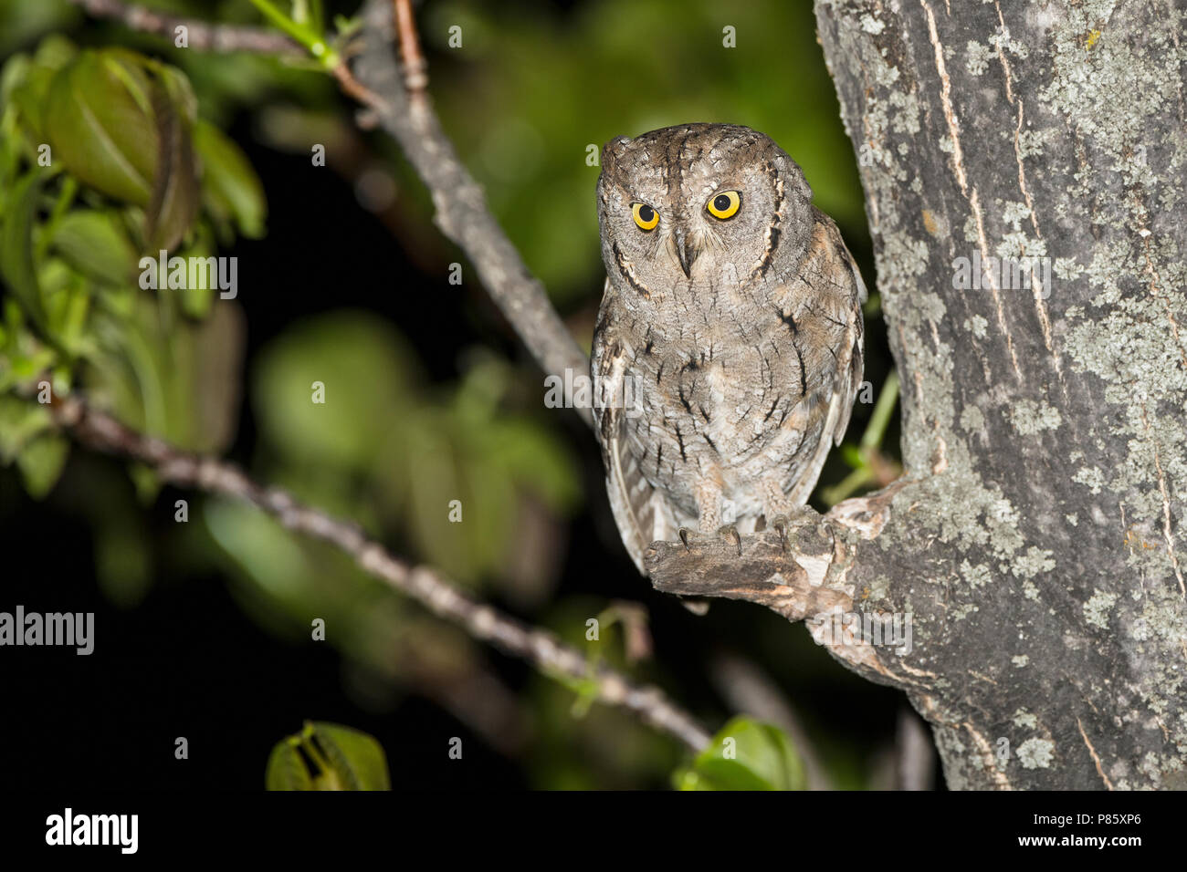 Eurasian Scops Owl (Otus scops Stock Photo - Alamy