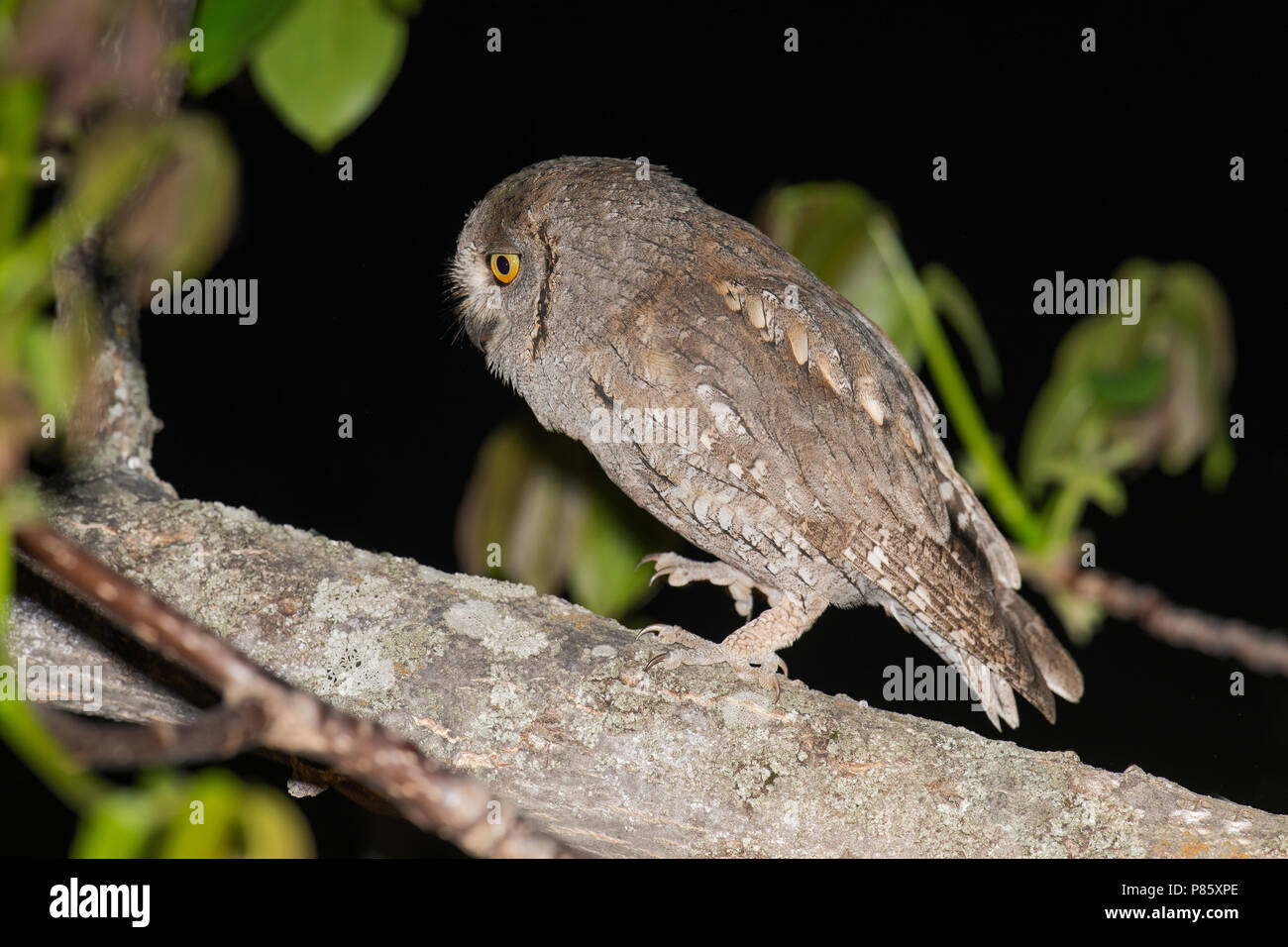 Eurasian Scops Owl (Otus scops Stock Photo - Alamy