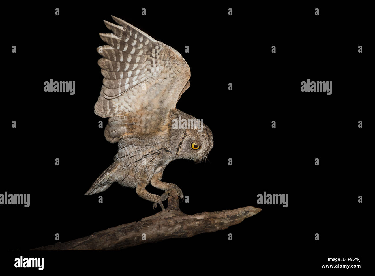 Eurasian Scops Owl (Otus scops Stock Photo - Alamy