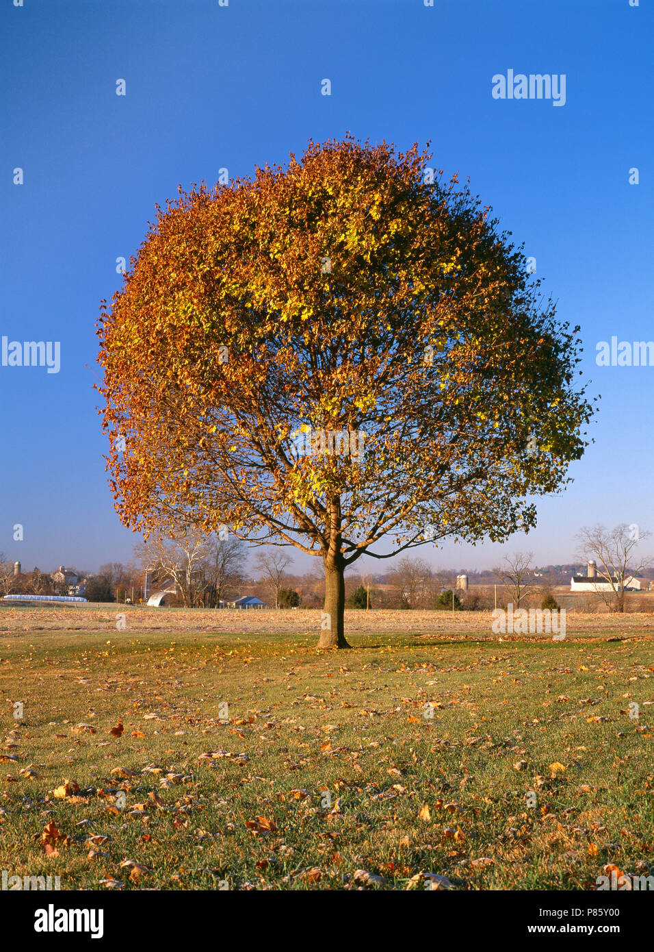 NORWAY MAPLE TREE IN FALL COLOR (ACER PLATANOIDES) [FOUR SEASON SERIES ...