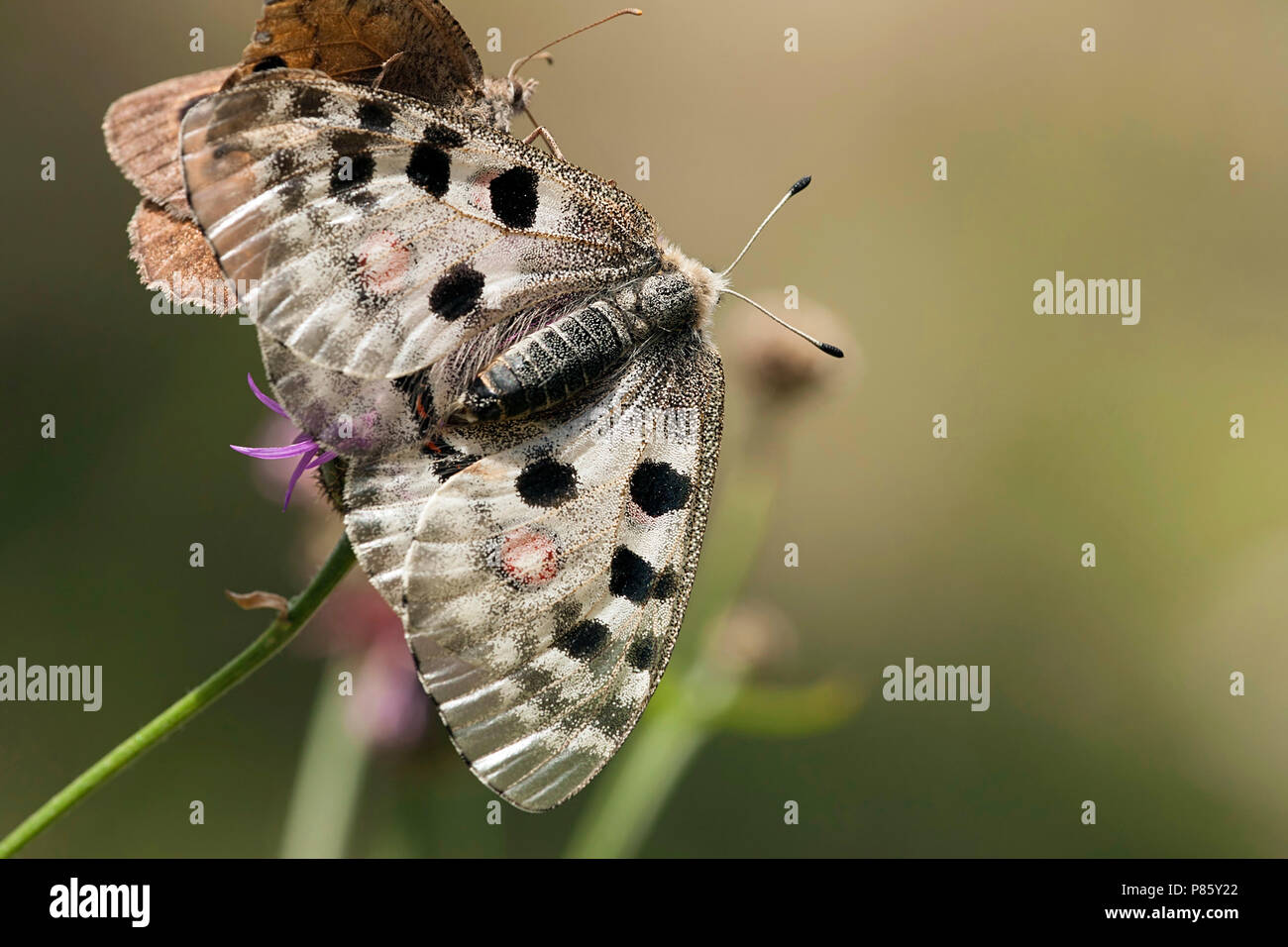 Apollo parnassius apollo hi-res stock photography and images - Alamy