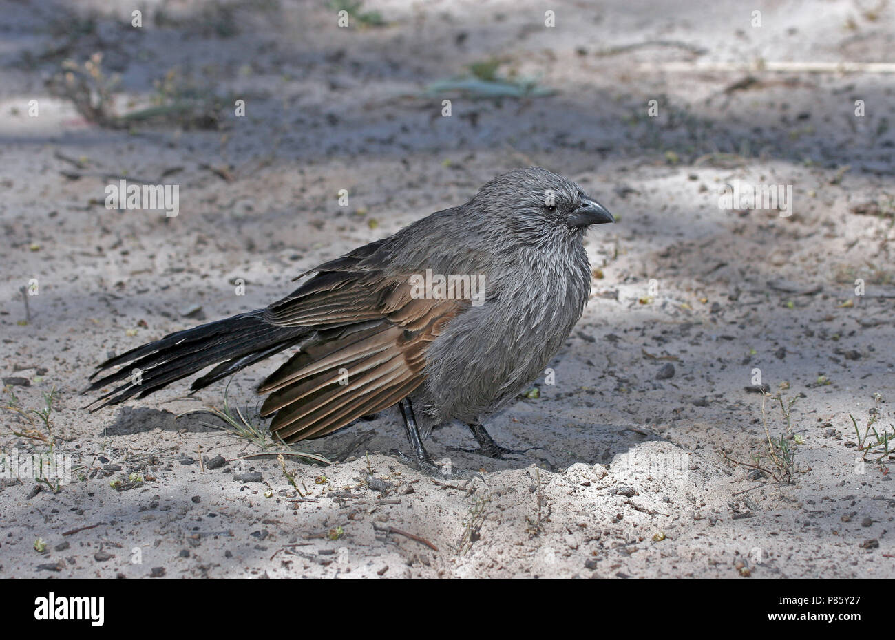 Apostlebird (Struthidea cinerea), a quick-moving, gray or black bird ...