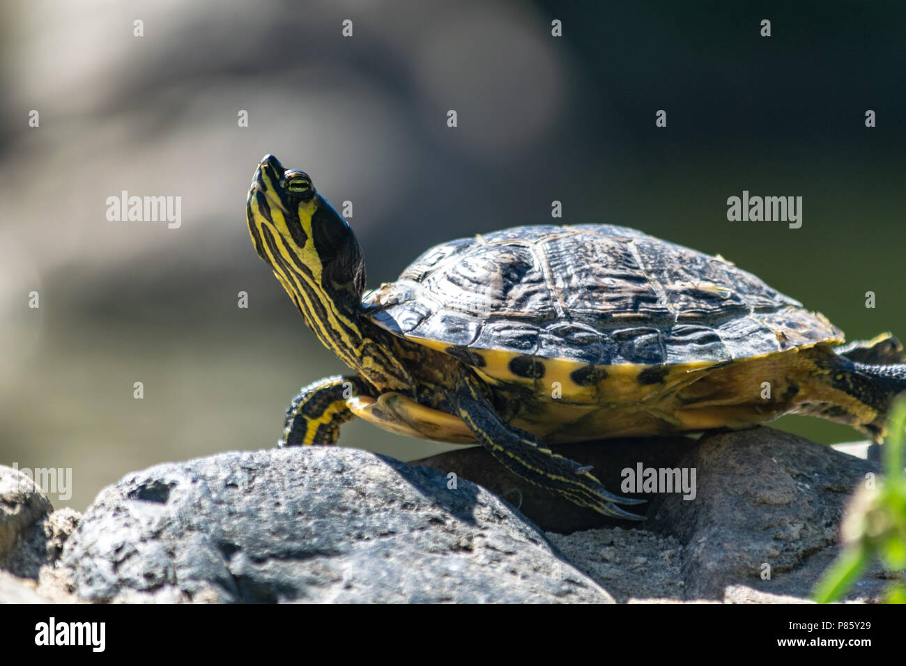 Taking turtle hi-res stock photography and images - Alamy
